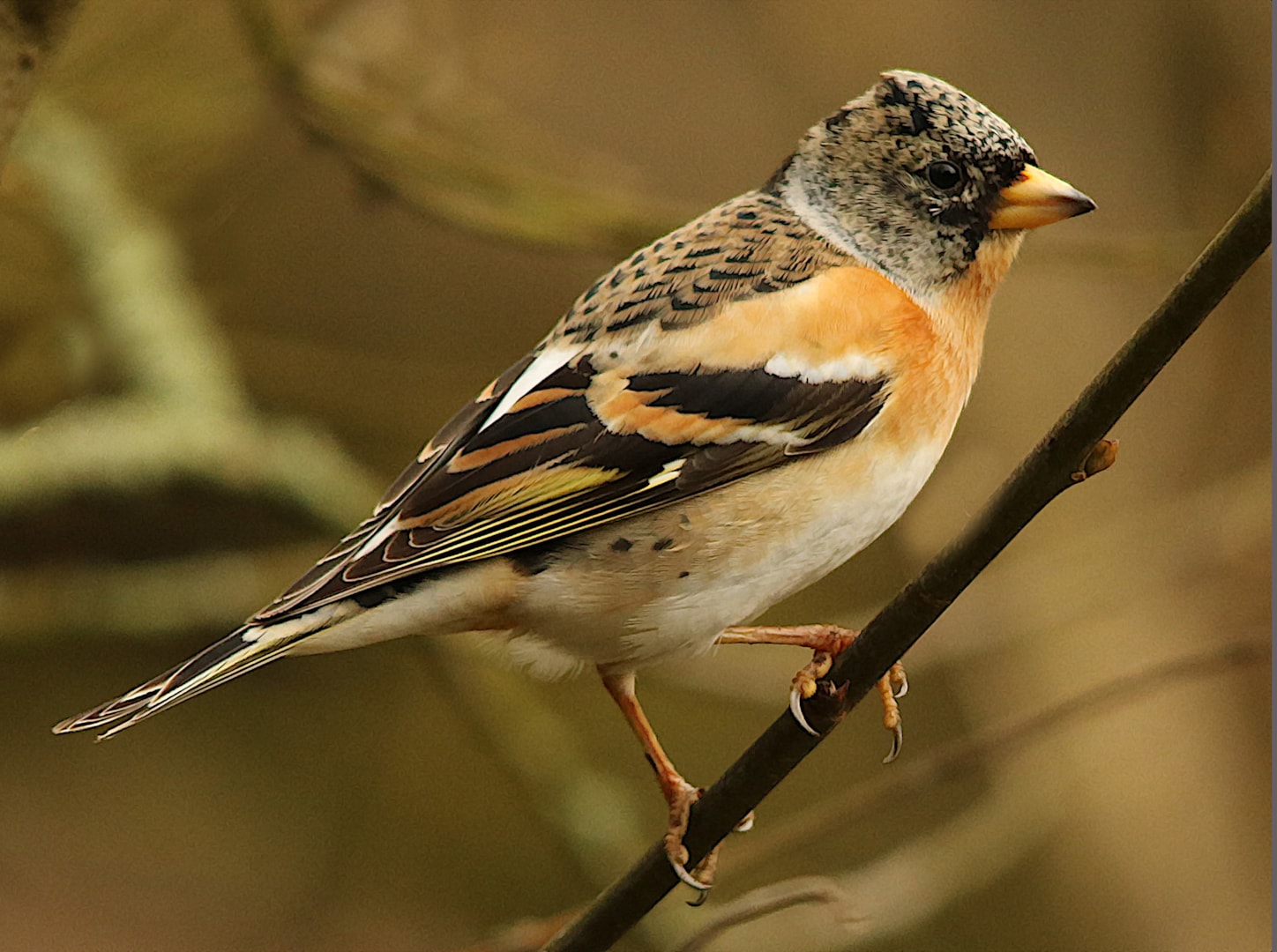 Brambling by David A Johnston - BirdGuides