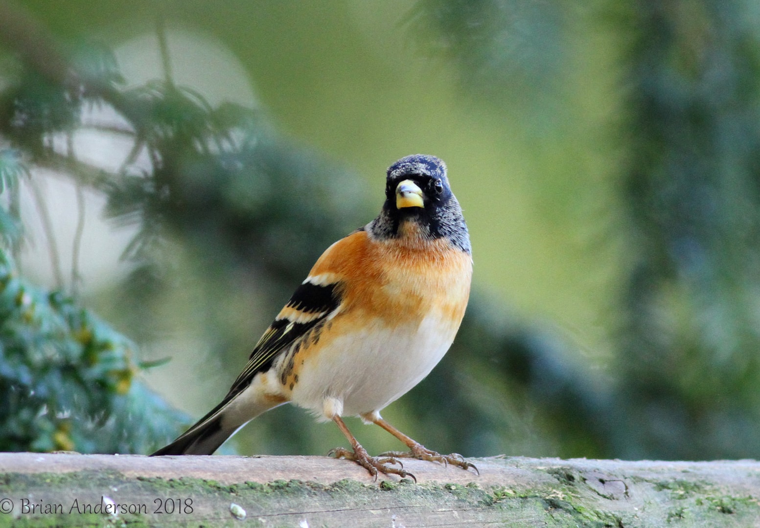 Brambling by Brian Anderson - BirdGuides