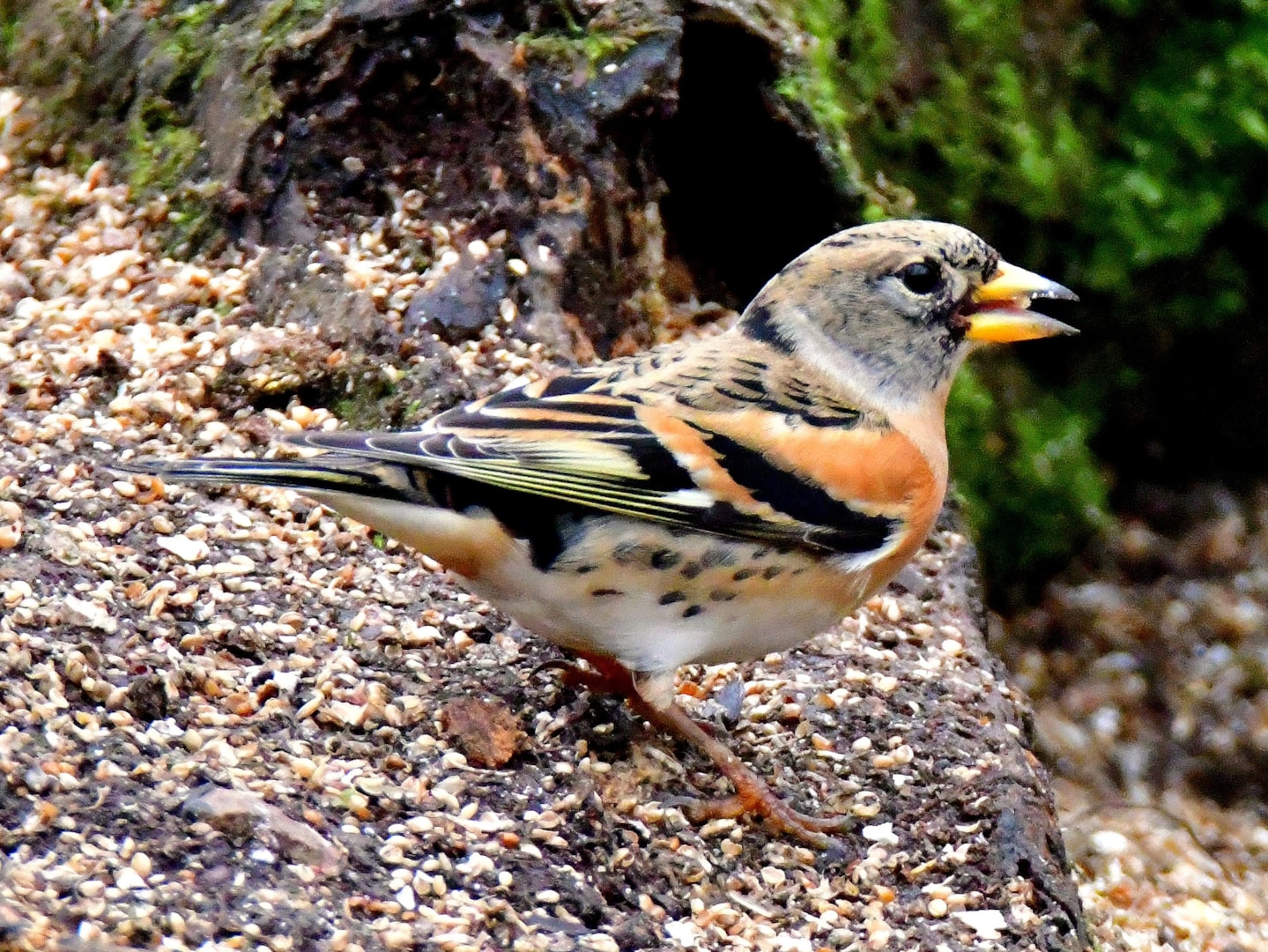 Brambling by Michael Neate - BirdGuides
