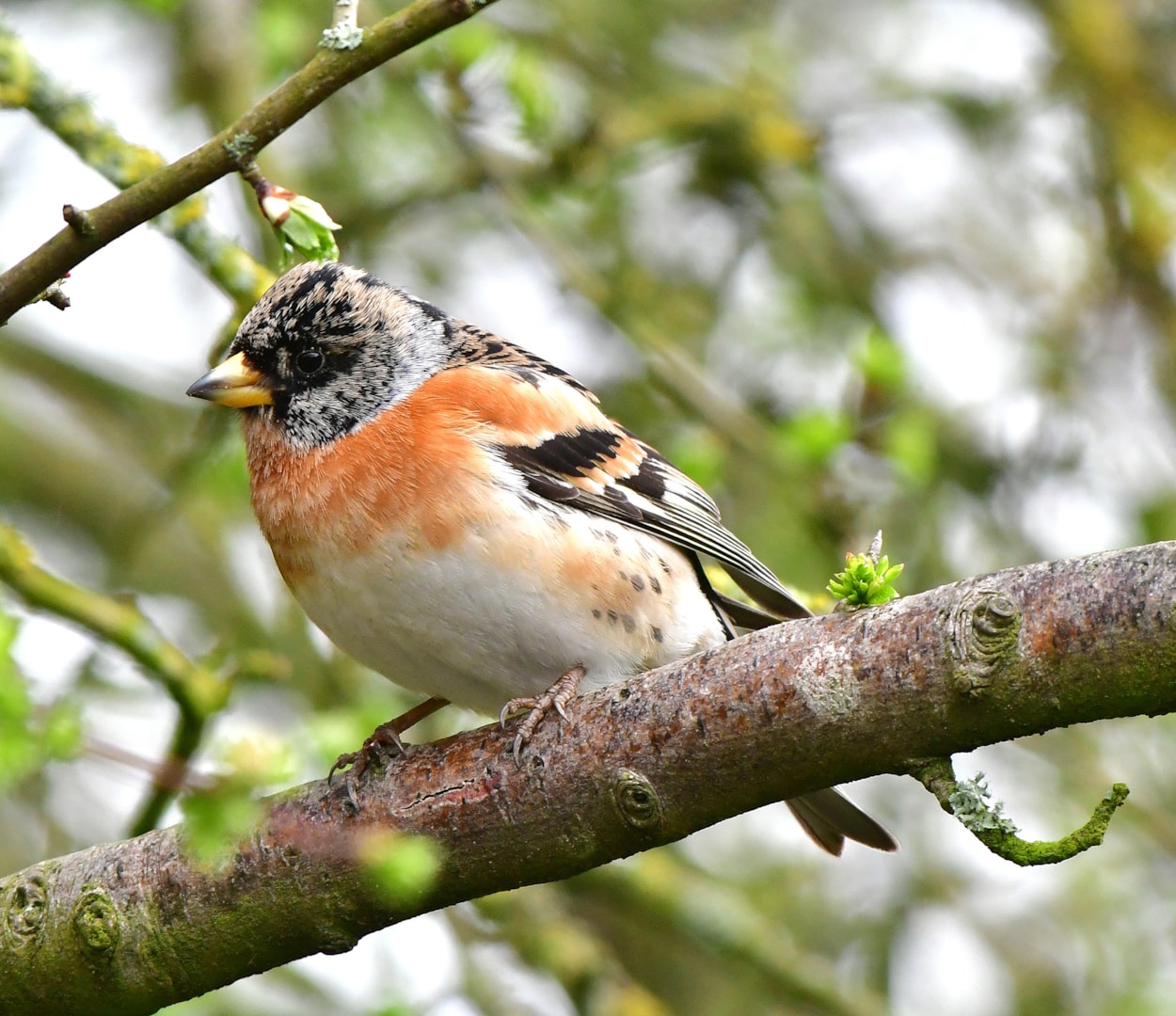 Brambling by Michael Neate - BirdGuides