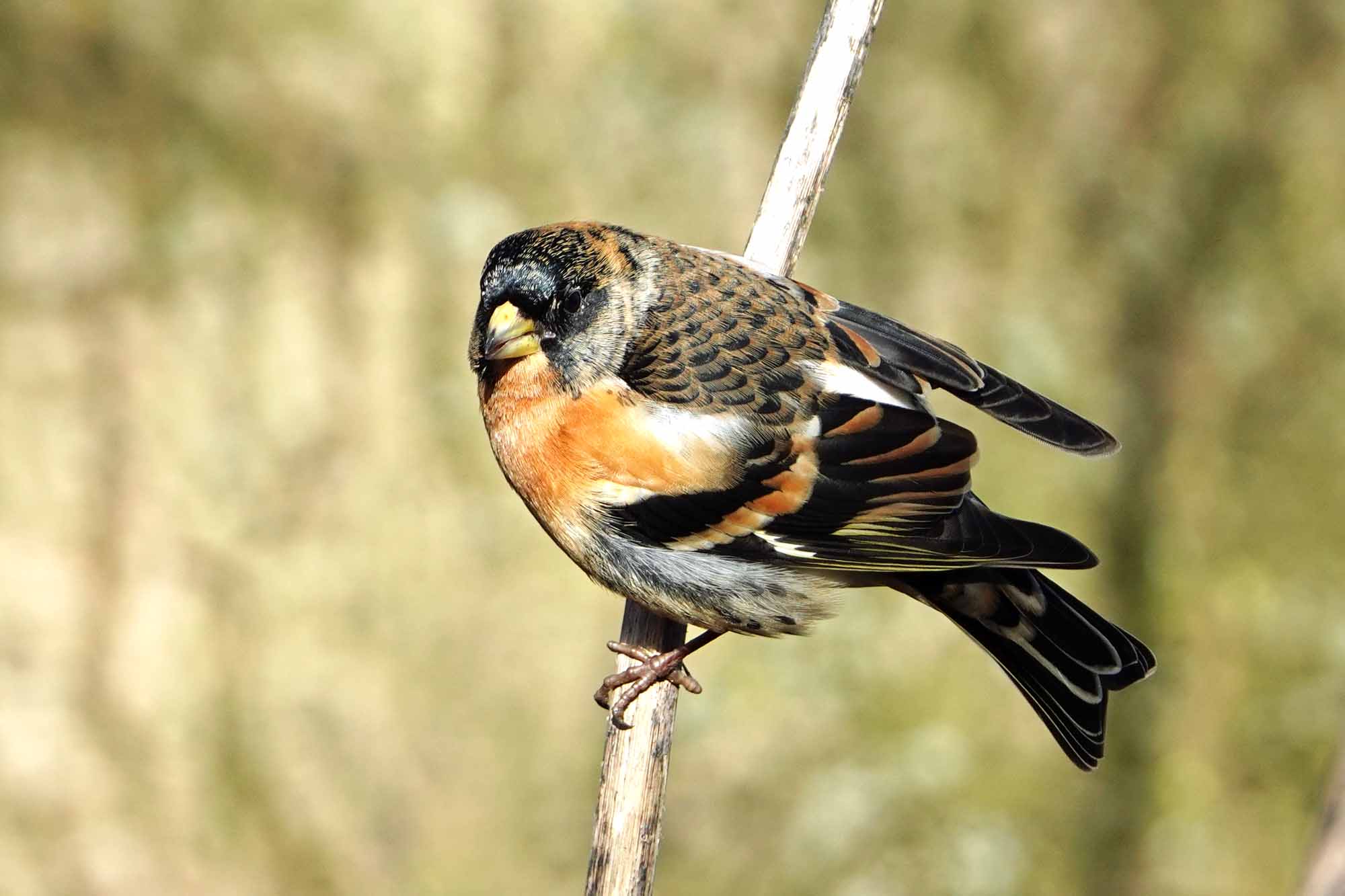 Brambling by John Derick Elvidge - BirdGuides