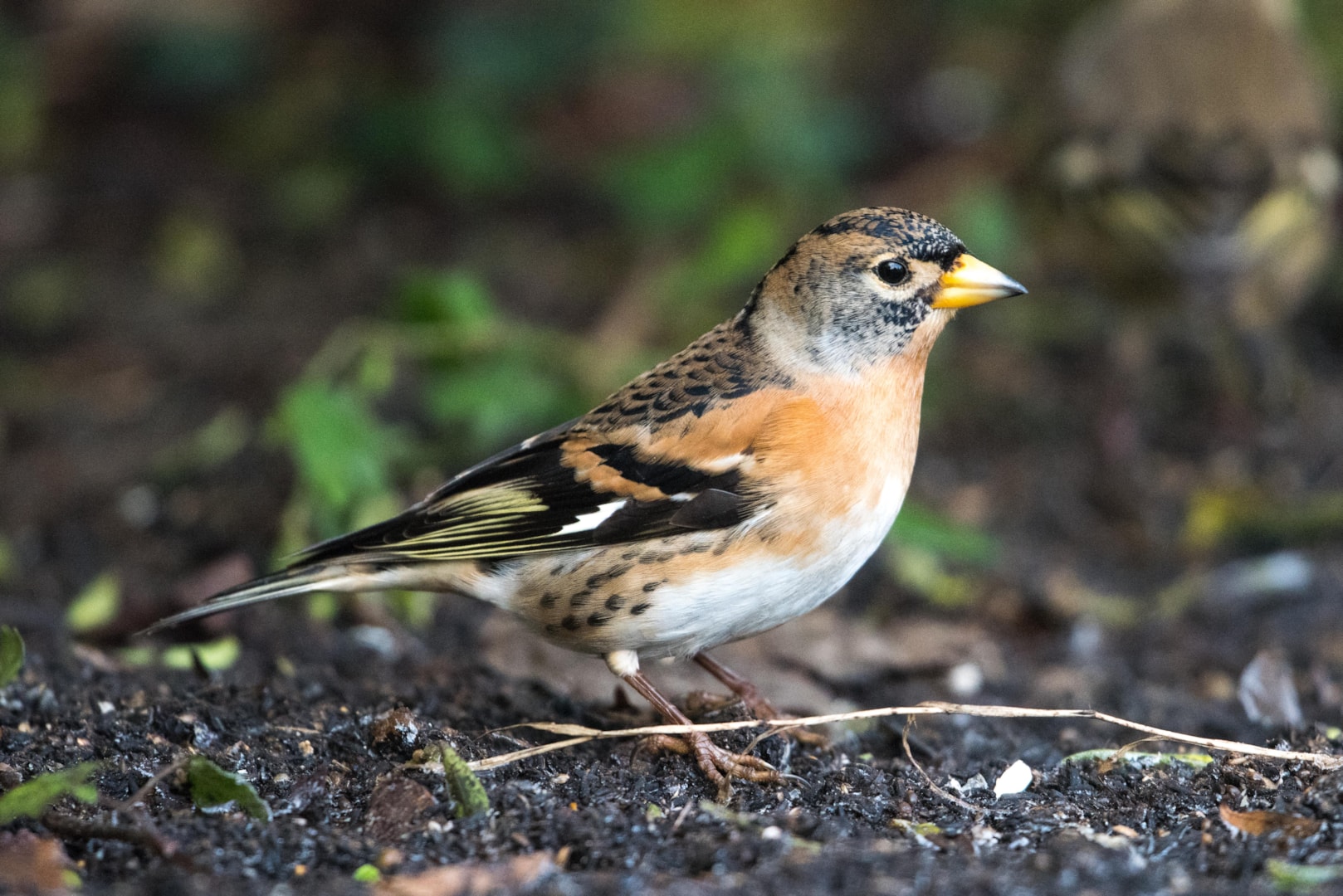 Brambling by Jim Mountain - BirdGuides