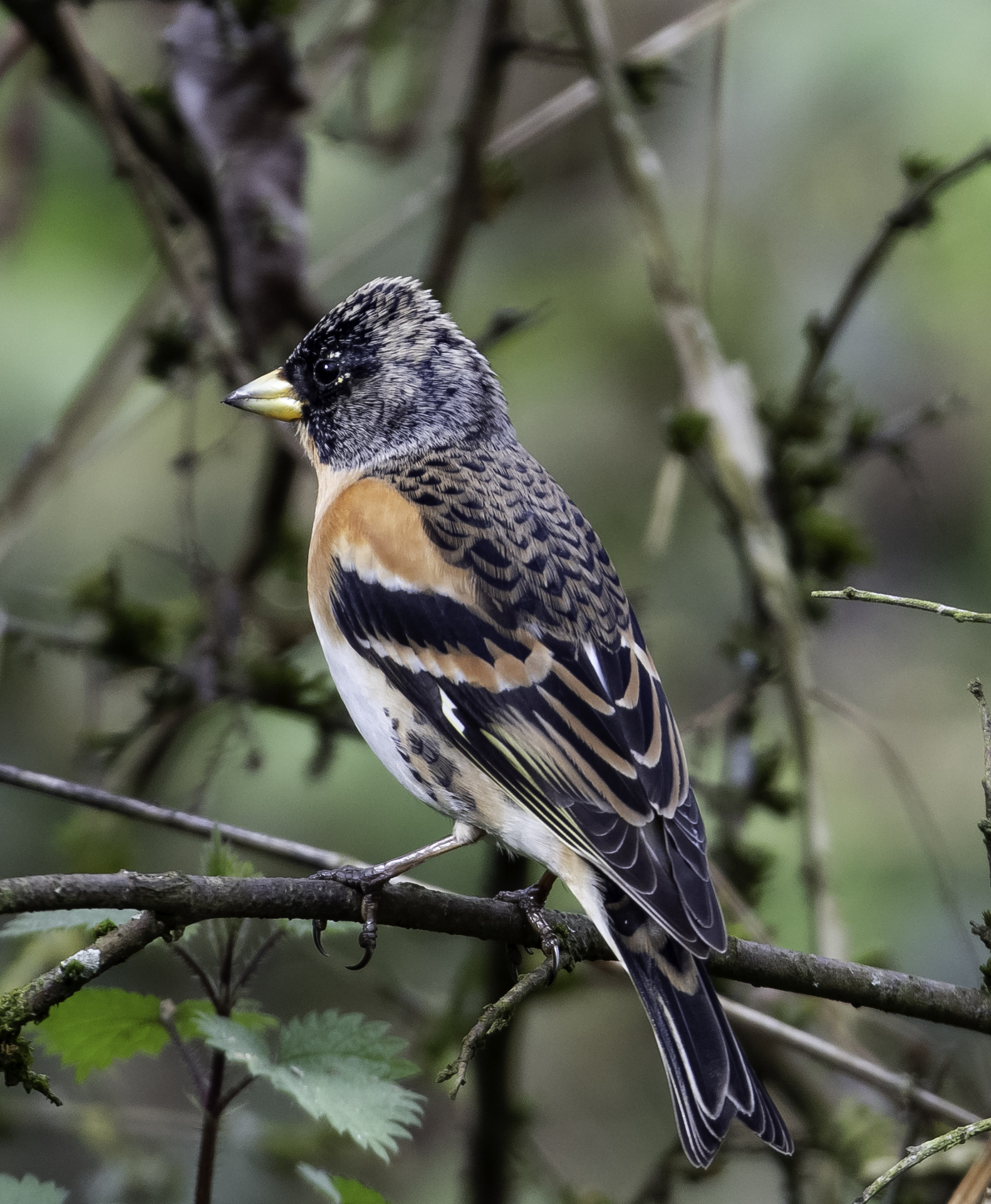 Brambling by Geoffrey Dicker - BirdGuides
