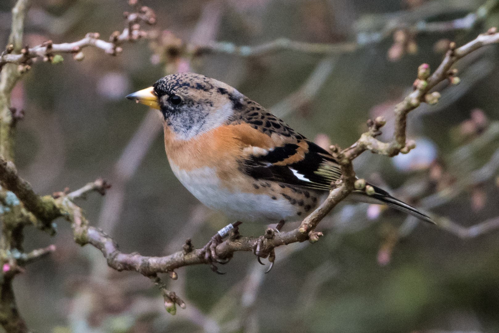 Brambling by Jim Mountain - BirdGuides