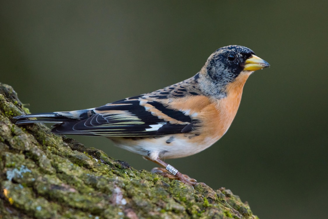 Brambling by Jim Mountain - BirdGuides