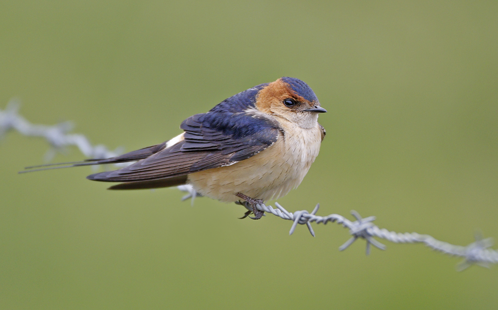 Details : Red-rumped Swallow - BirdGuides