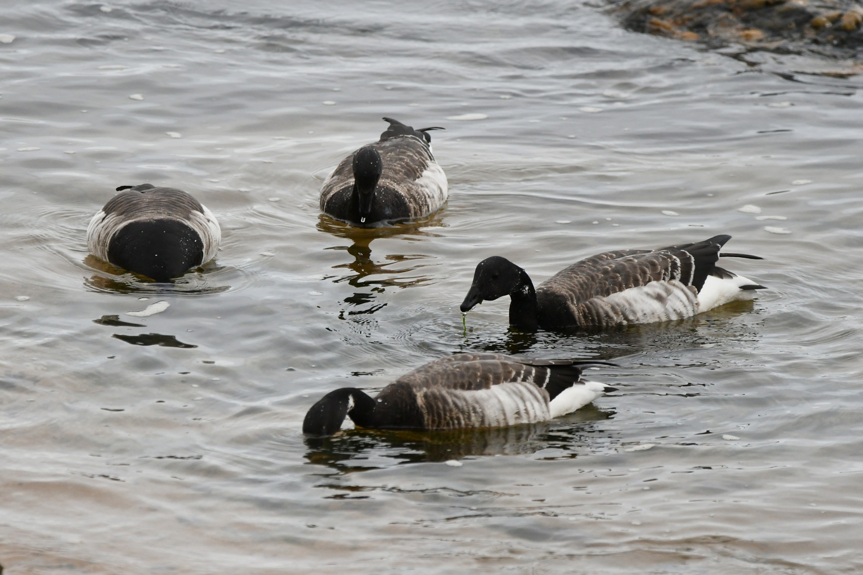 Pale-bellied Brent Goose by Carol Bone - BirdGuides