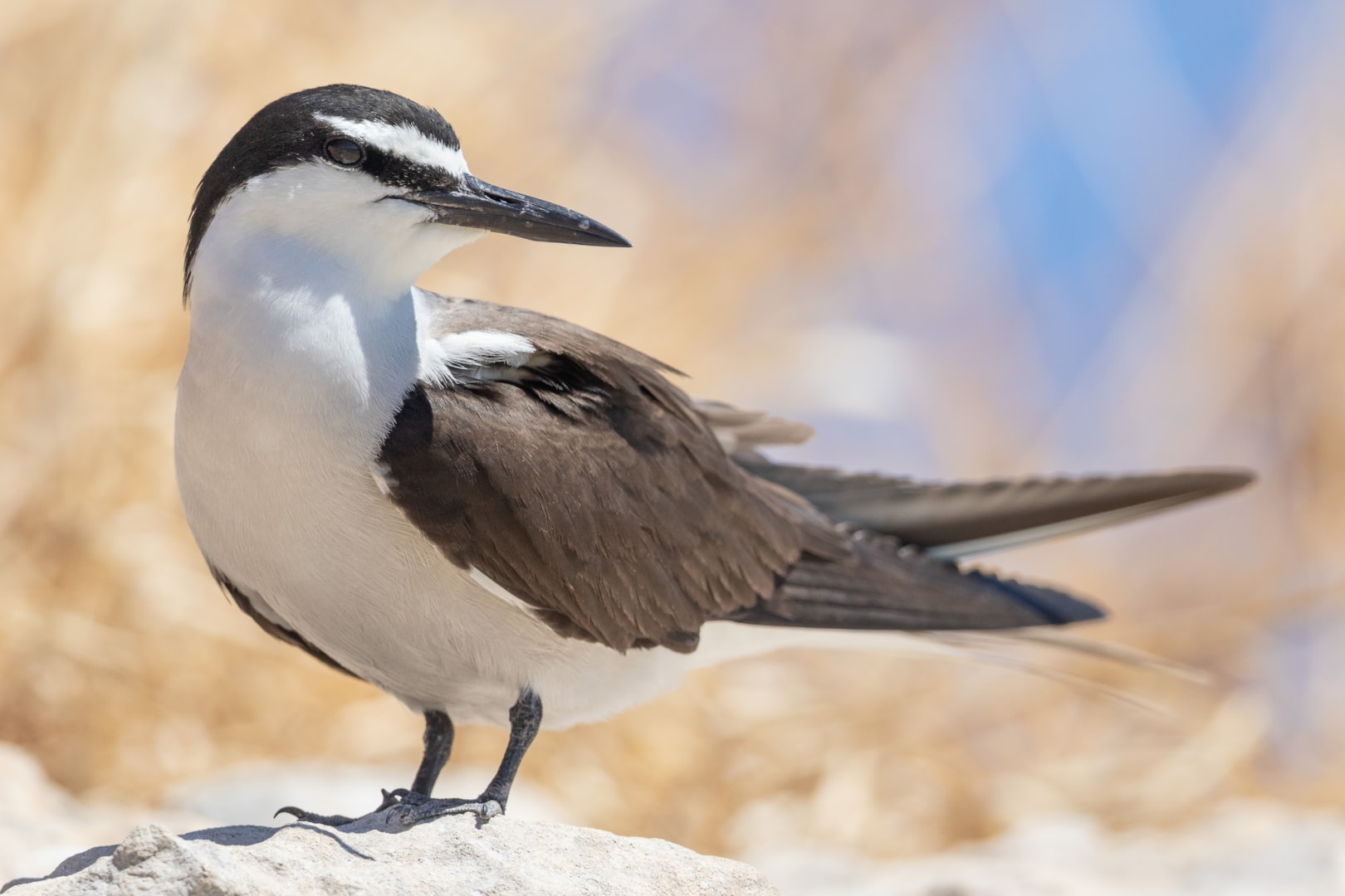 Bridled Tern by Chris Young - BirdGuides