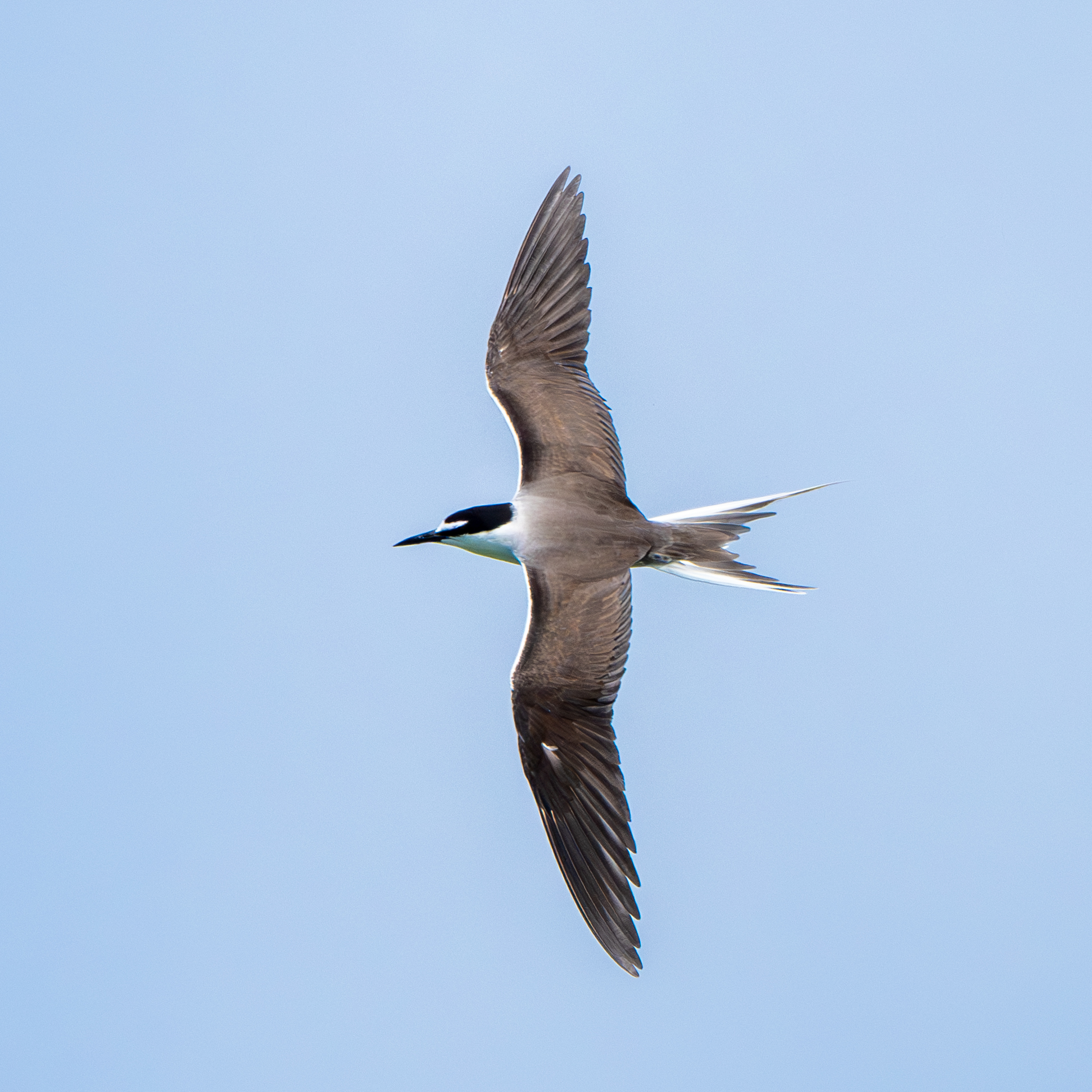 Bridled Tern by Tom Hines - BirdGuides