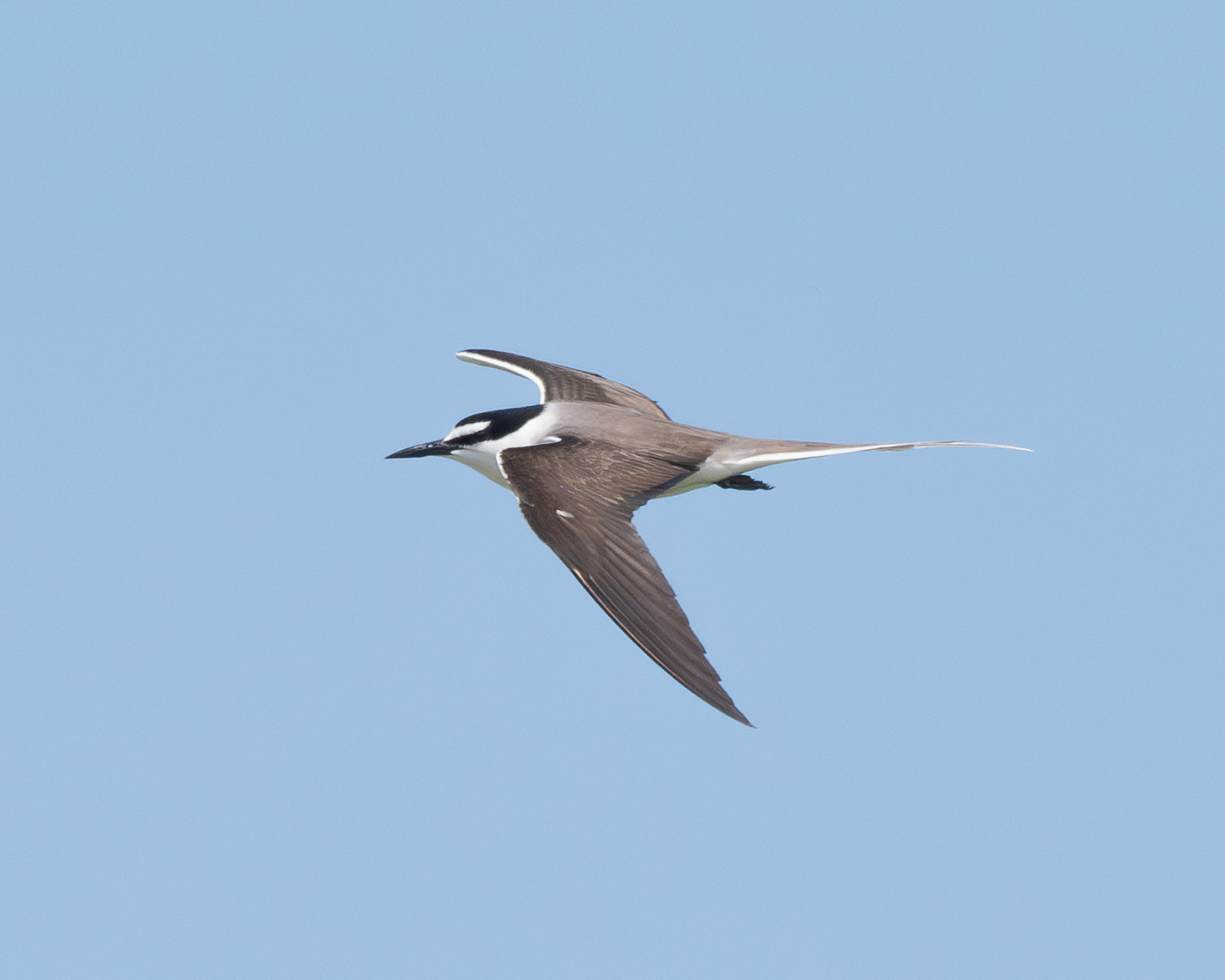 Bridled Tern by Tom Hines - BirdGuides