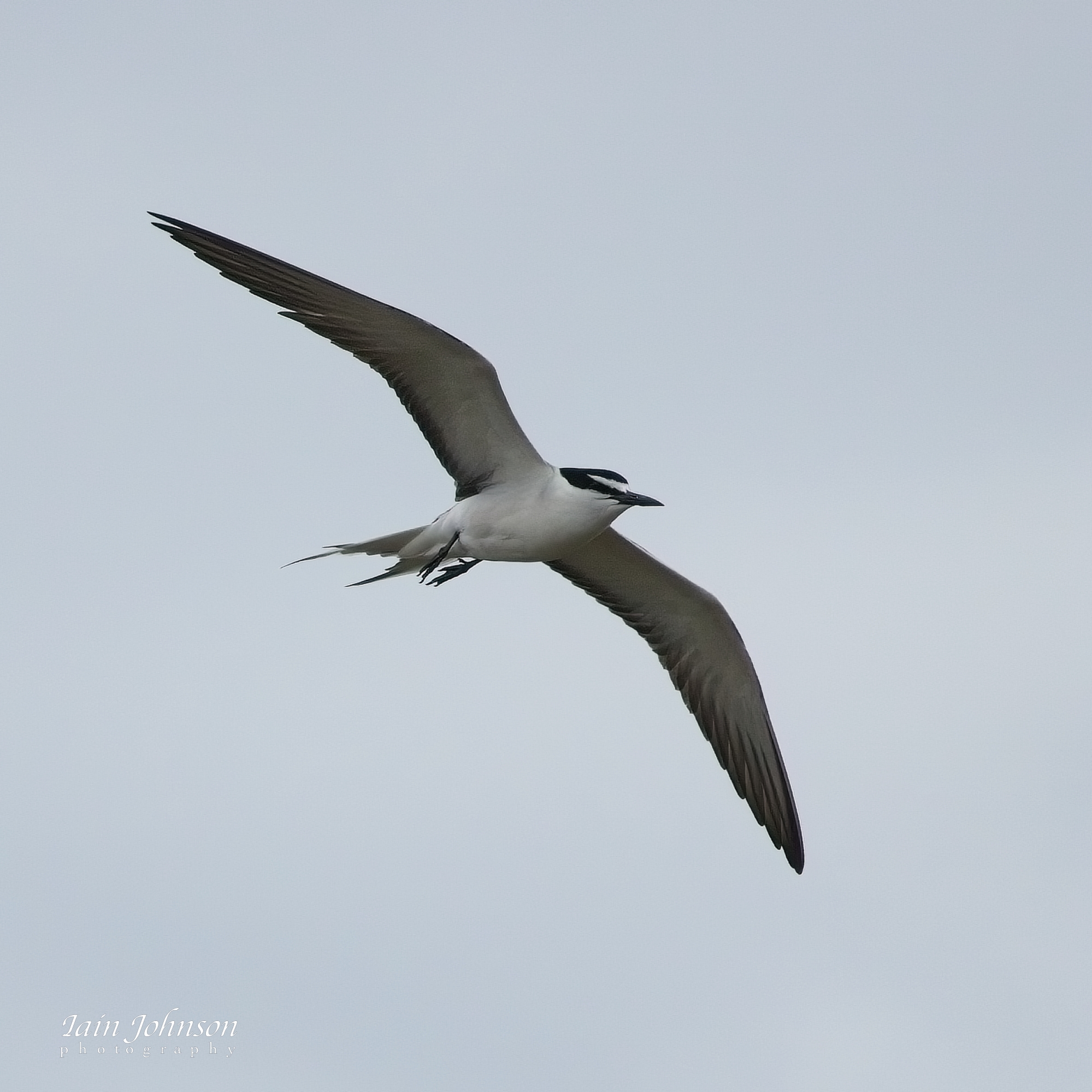 Bridled Tern by Iain Johnson - BirdGuides