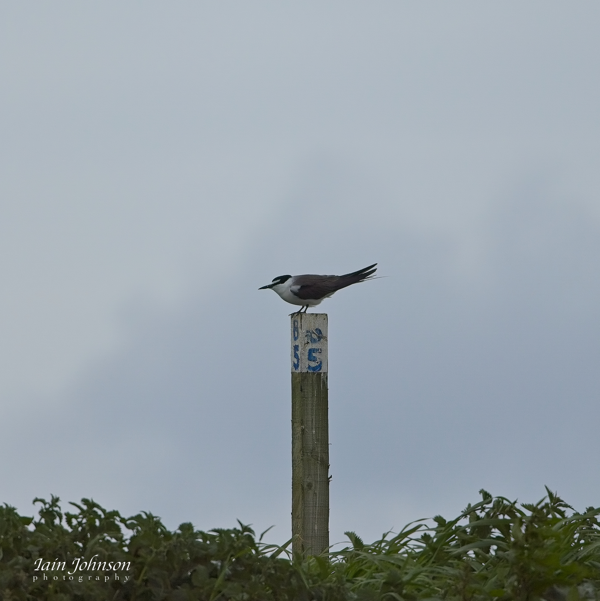 Bridled Tern by Iain Johnson - BirdGuides