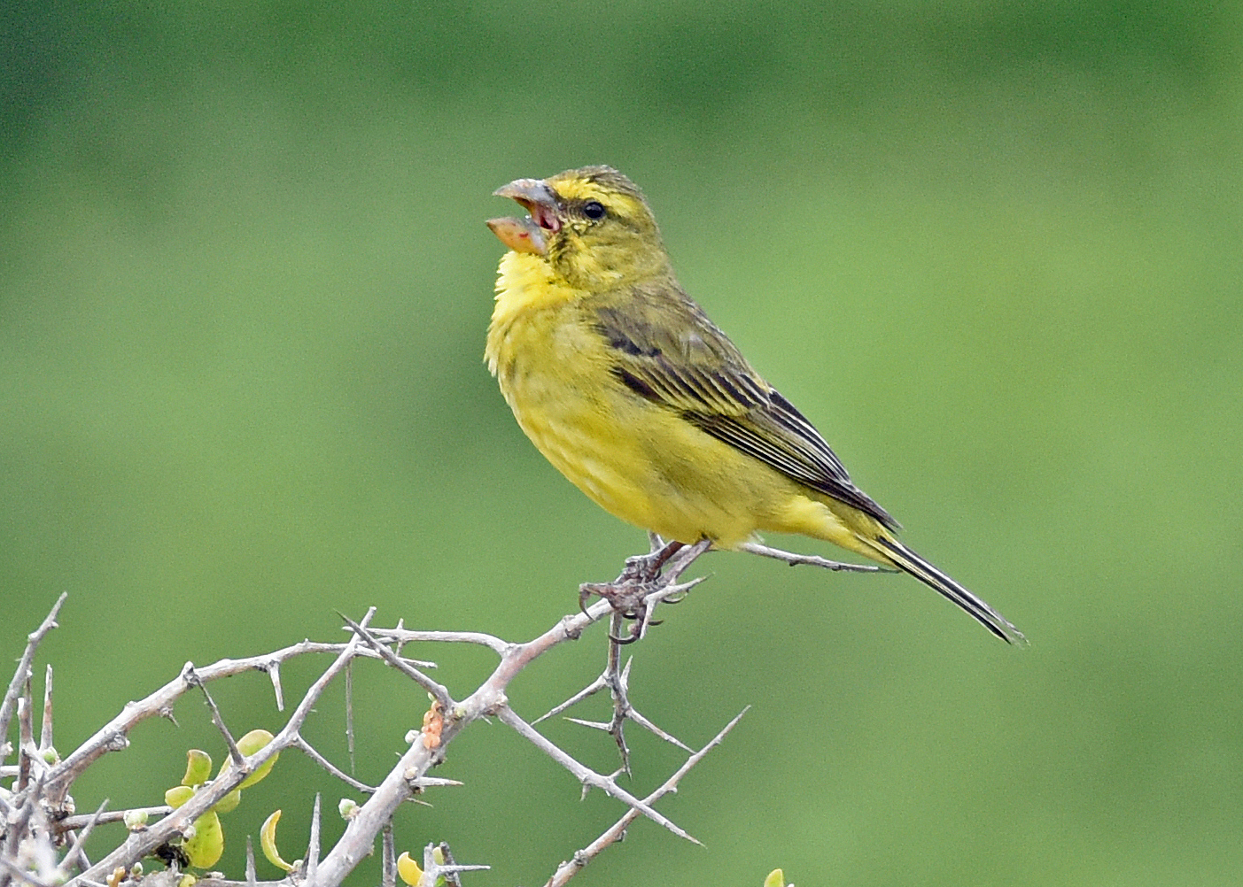 Details : Brimstone Canary - BirdGuides