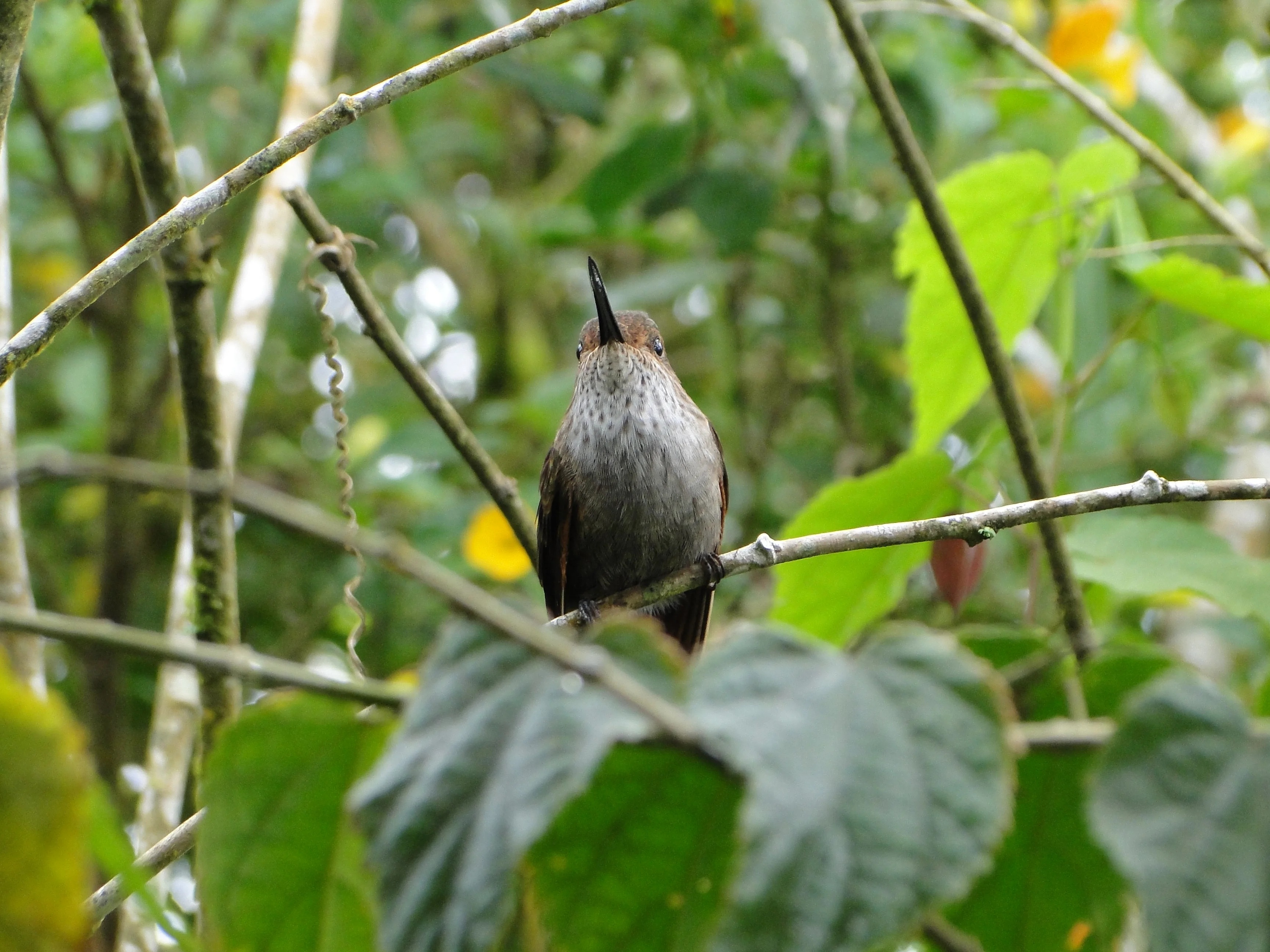 Details : Bronzy Inca - BirdGuides