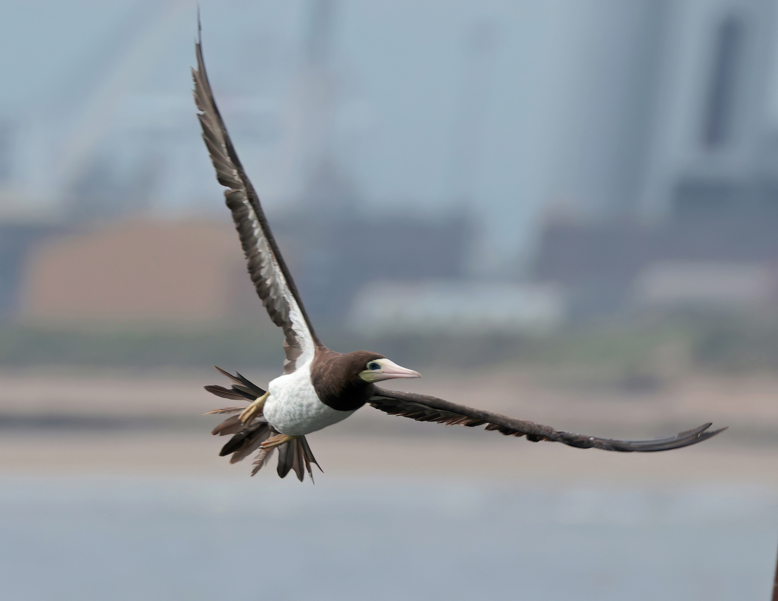 Brown Booby by Darren Chapman - BirdGuides