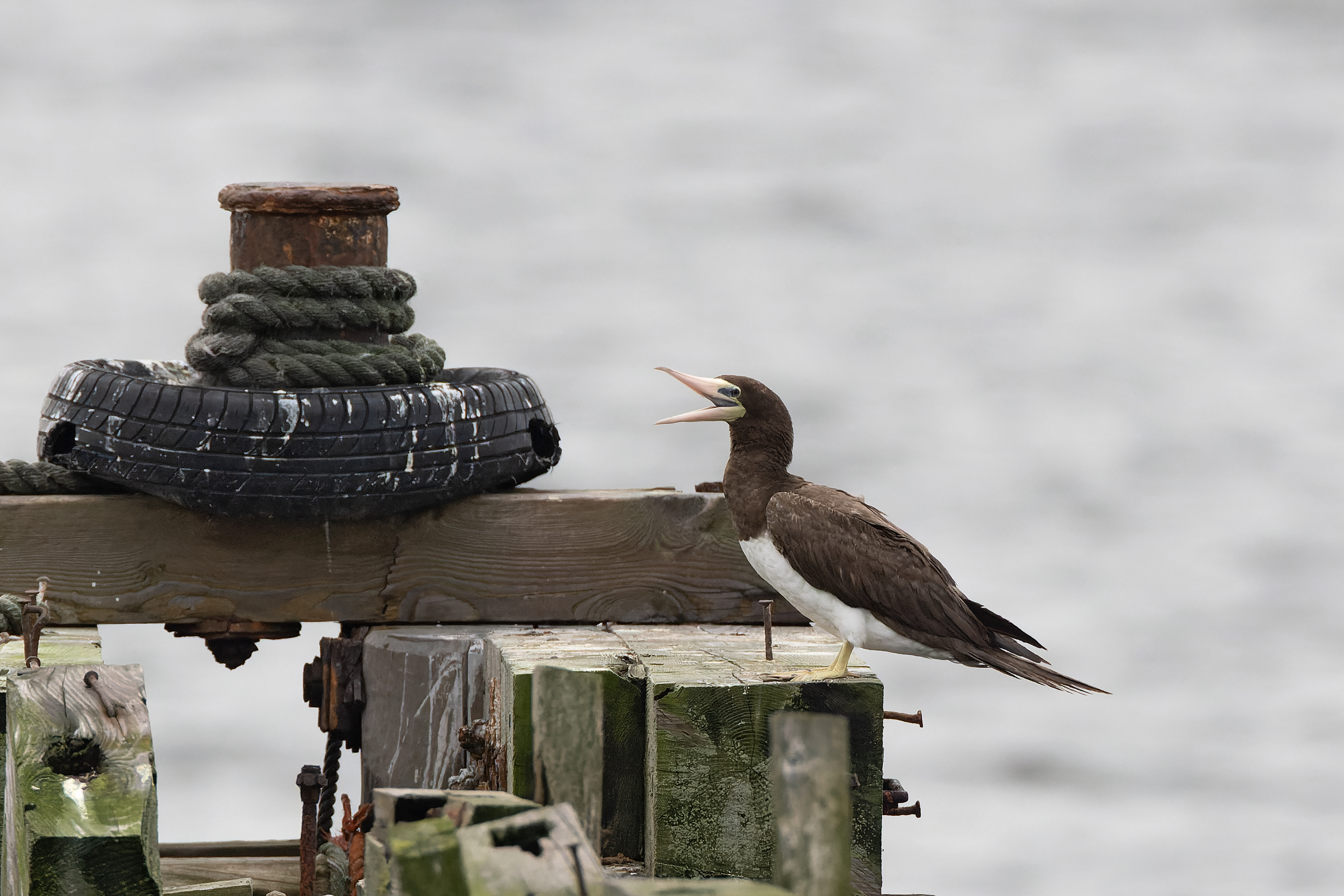 Brown Booby by Tom Tams - BirdGuides