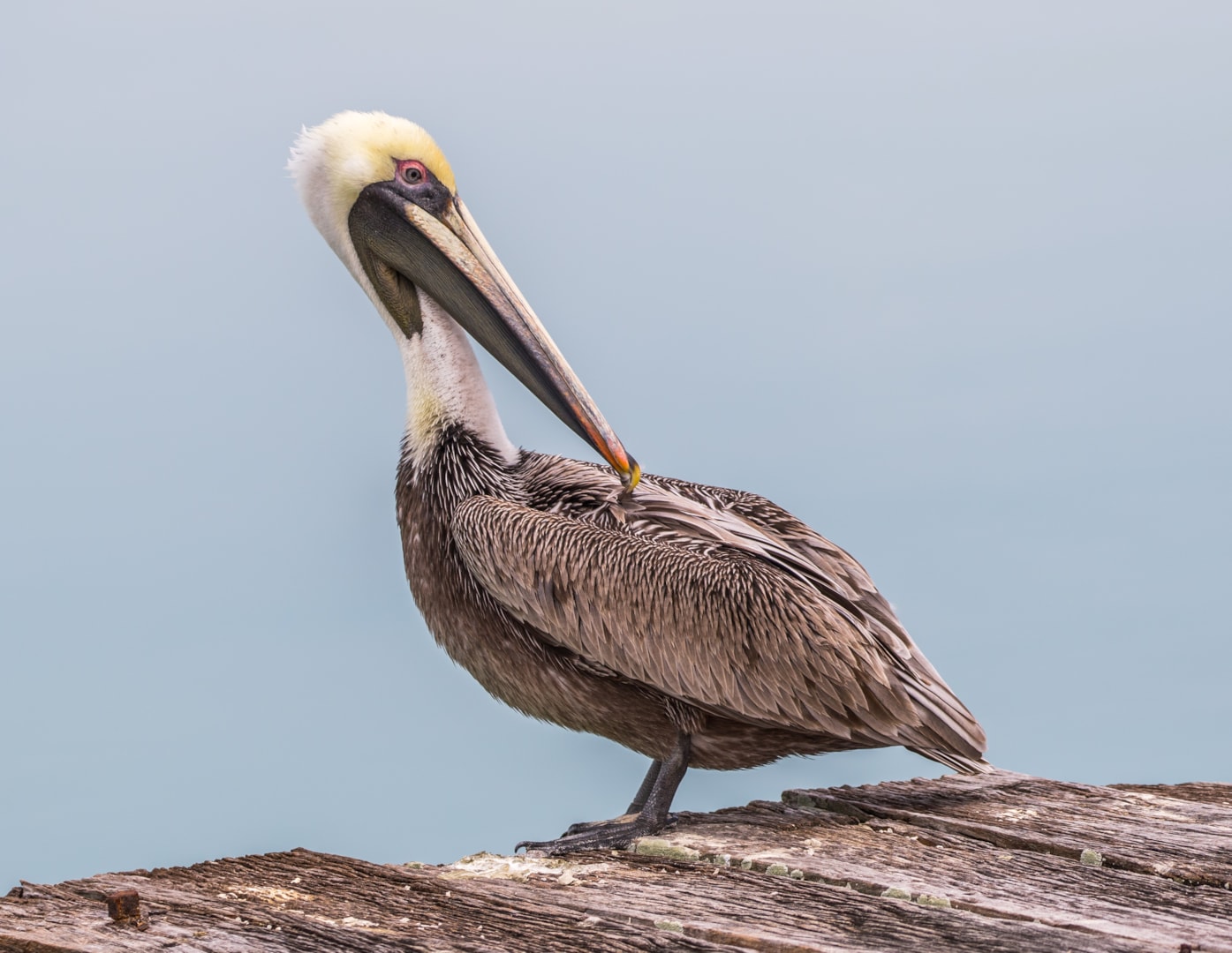Brown Pelican by Peter Garrity - BirdGuides