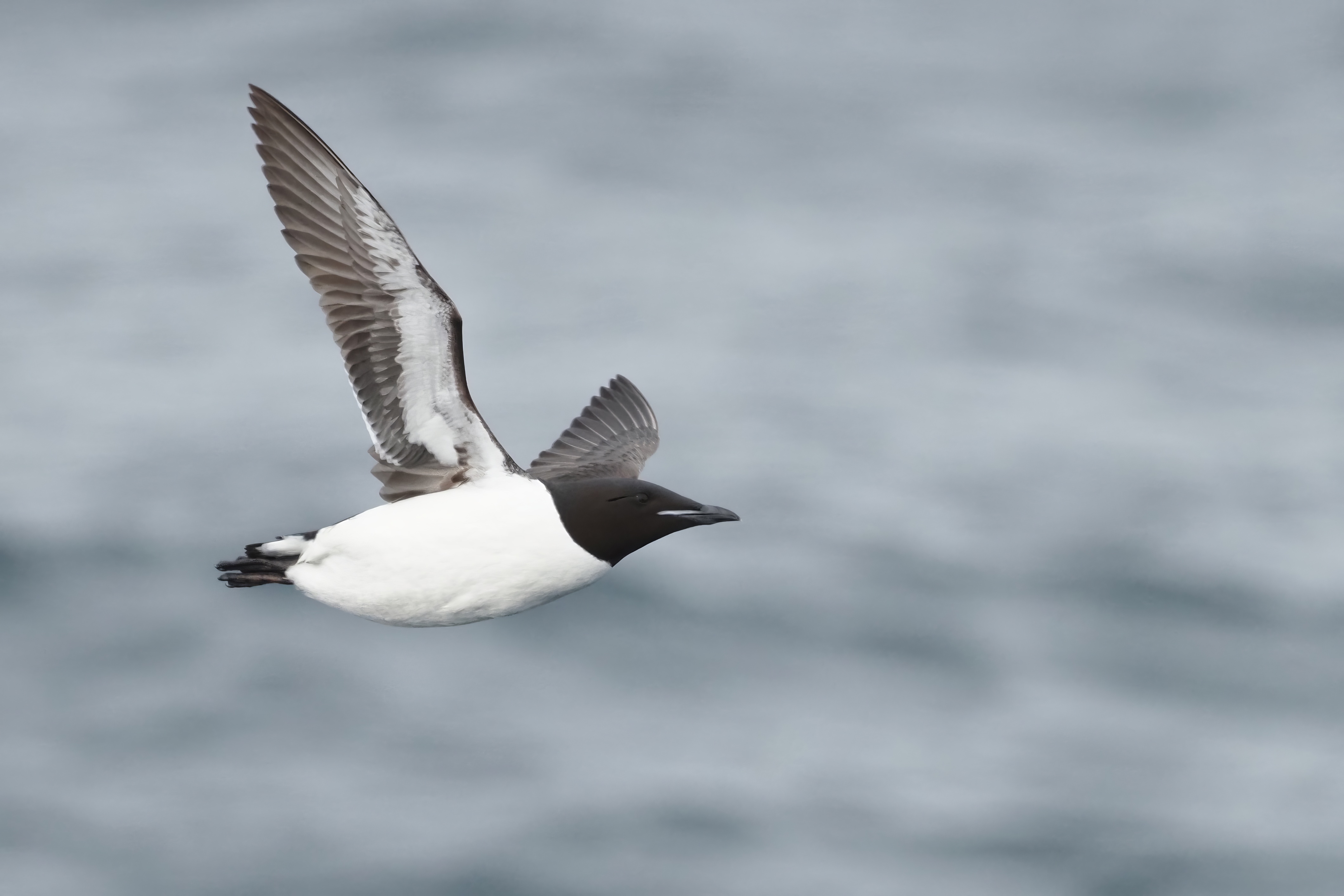 Brünnich's Guillemot by Silas Olofson - BirdGuides