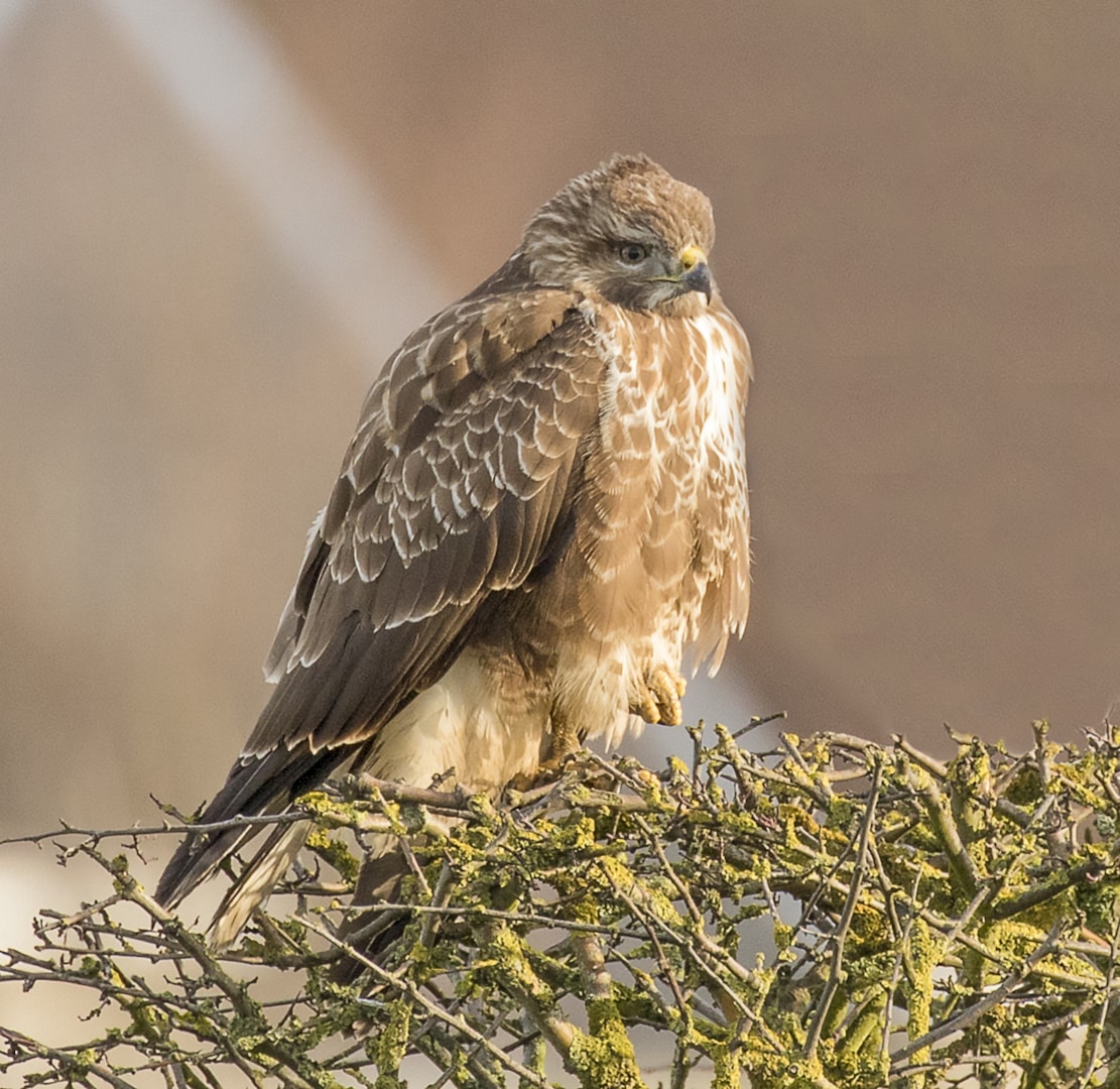 Buzzard by harry bell - BirdGuides