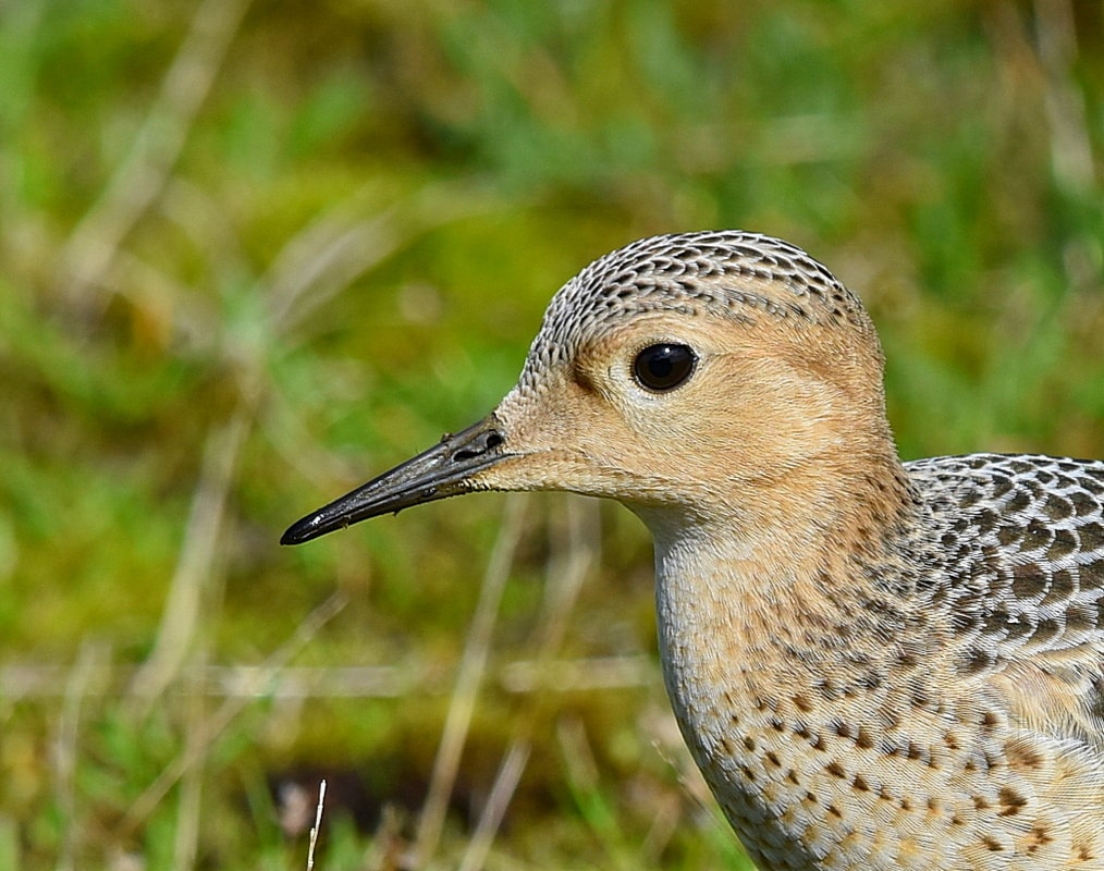 Buff-breasted Sandpiper by John Rowe - BirdGuides