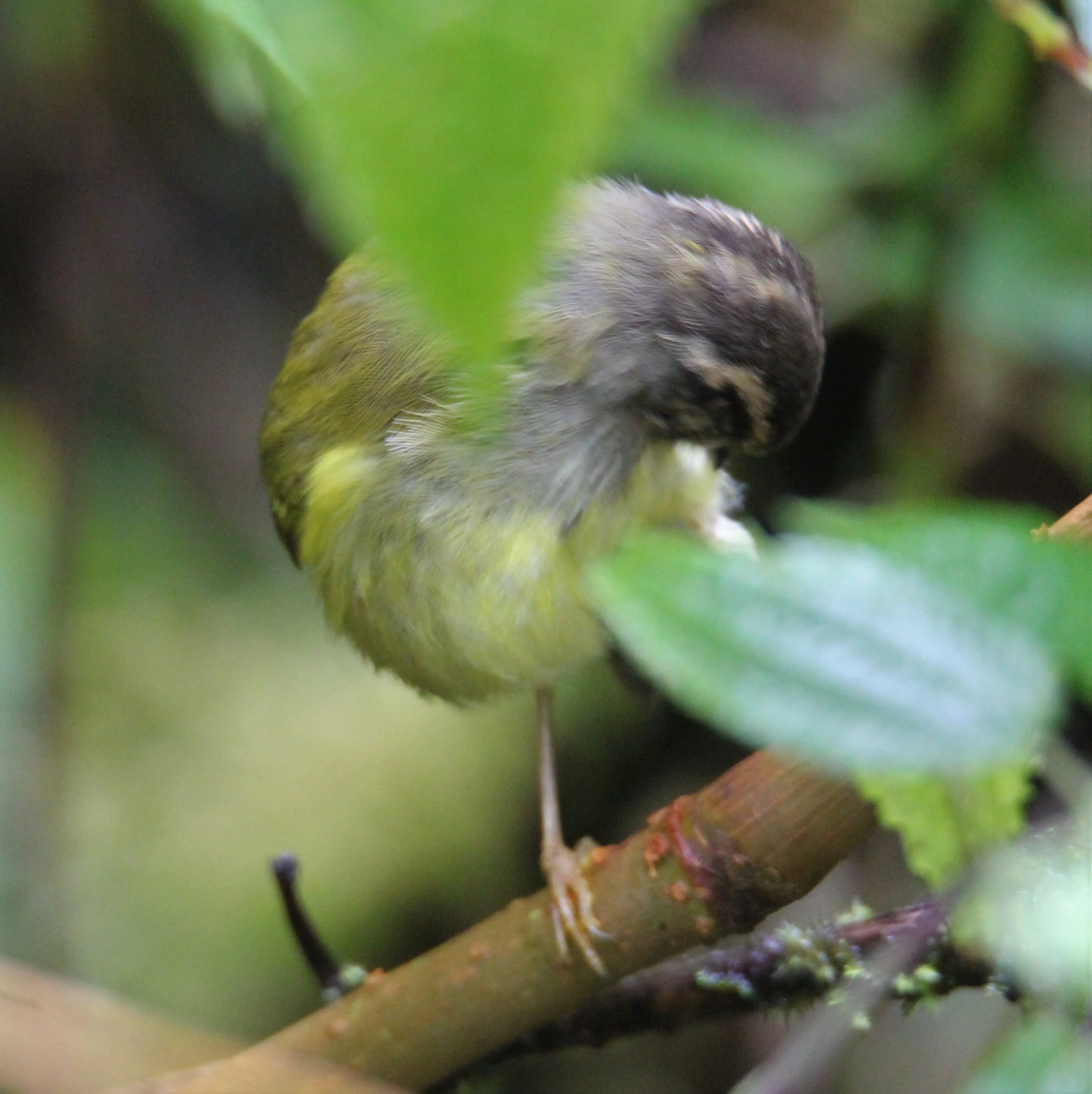Details : Buff-barred Warbler - BirdGuides