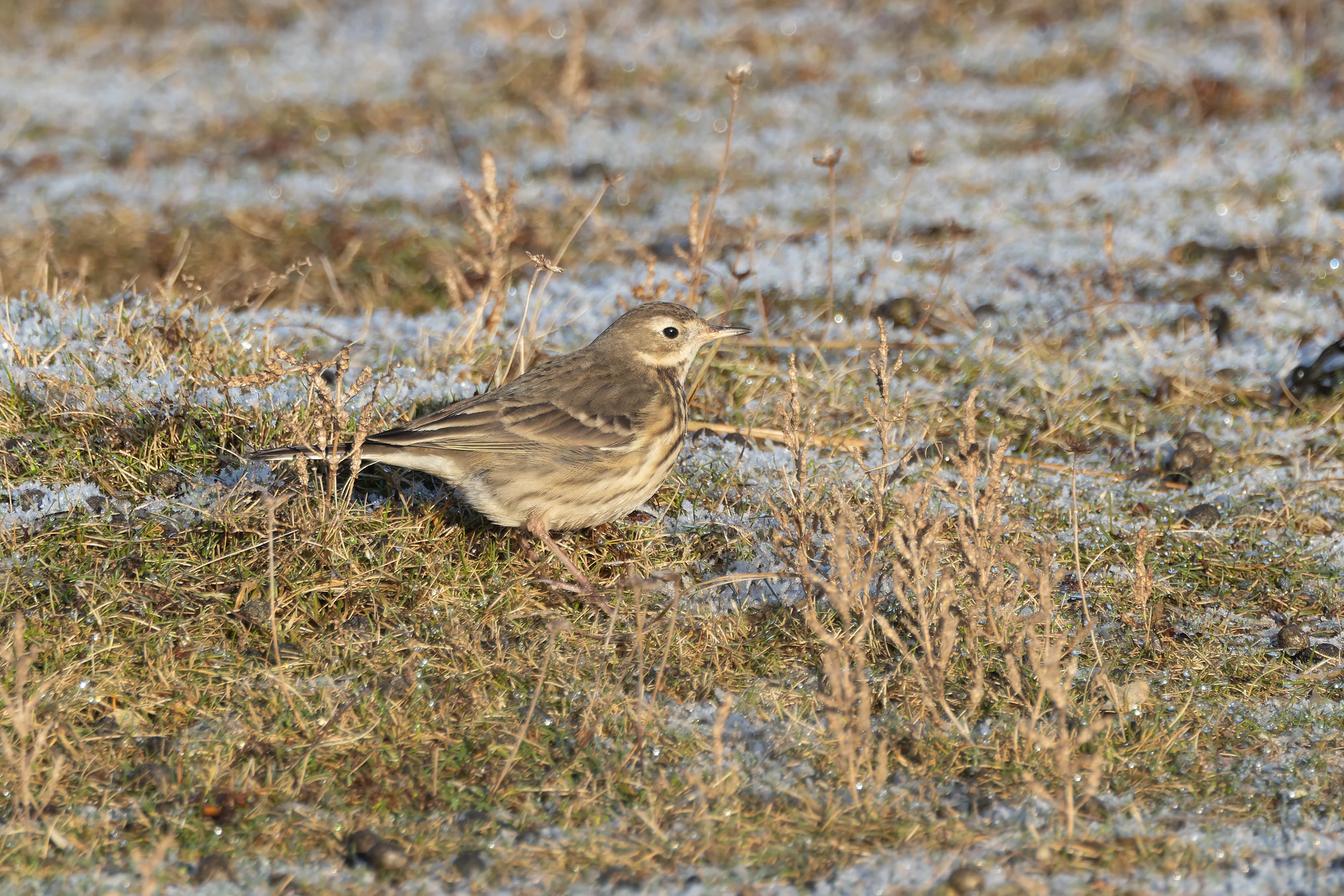 Sighting Report - BirdGuides