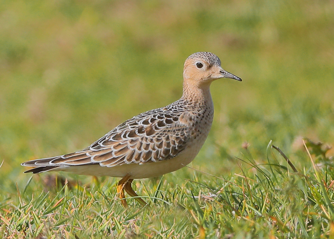 Buff-breasted Sandpiper by Mike Trew - BirdGuides