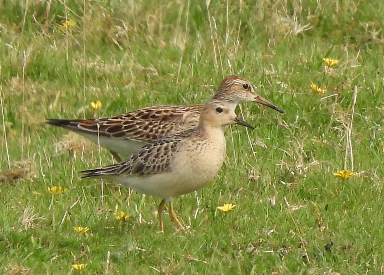 Buff-breasted Sandpiper by David Lamb - BirdGuides