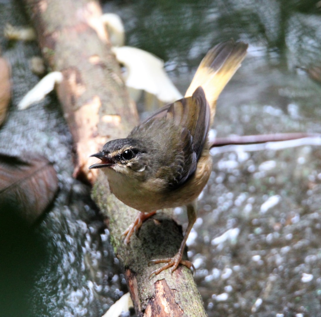 Buff-rumped Warbler by Phil Ellis - BirdGuides