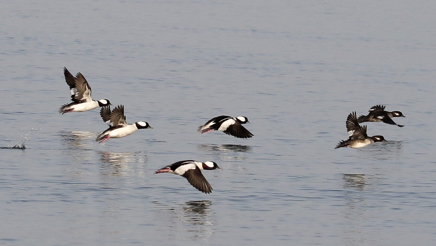 Details : Bufflehead - BirdGuides
