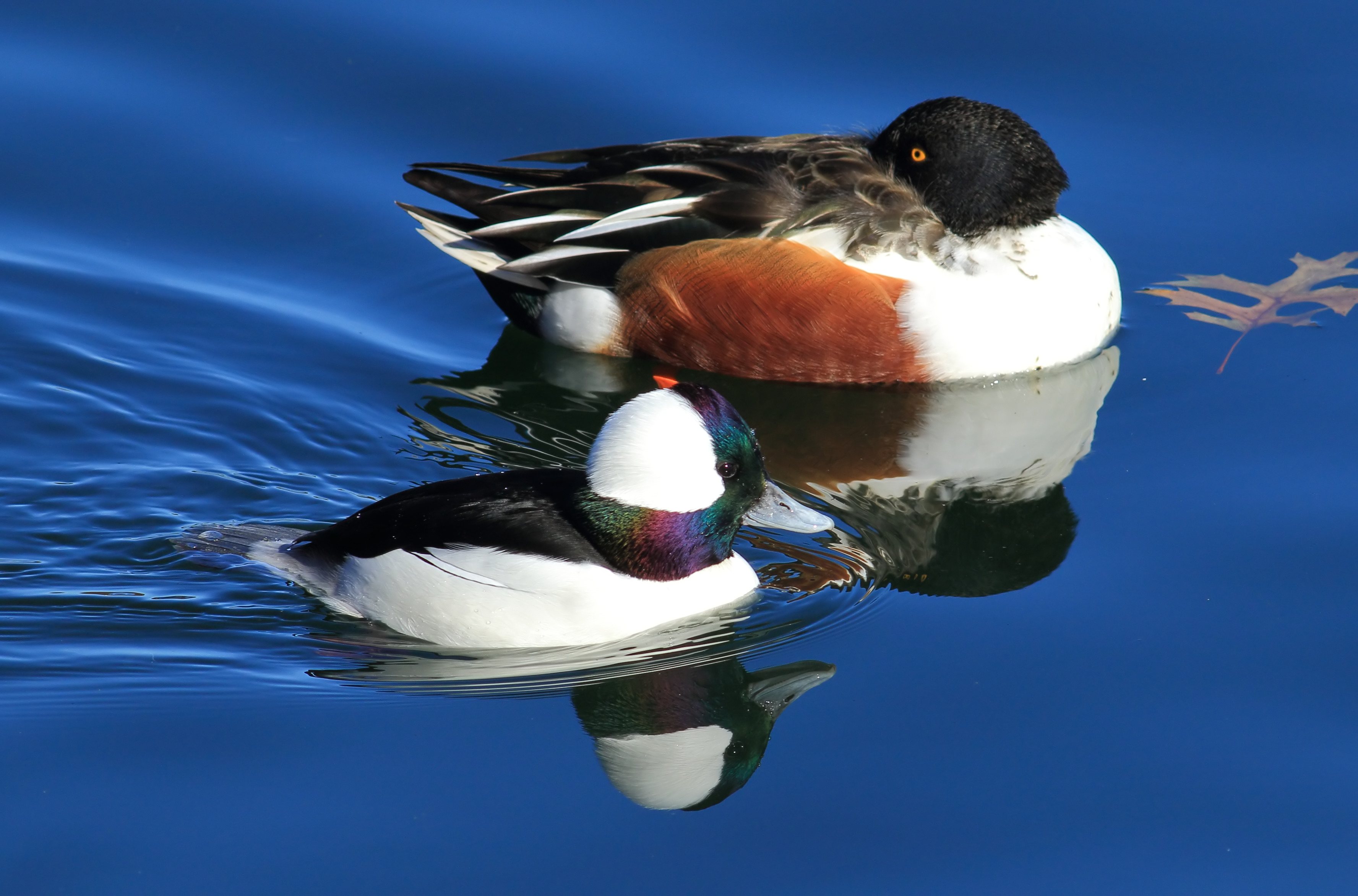 Details : Bufflehead - BirdGuides