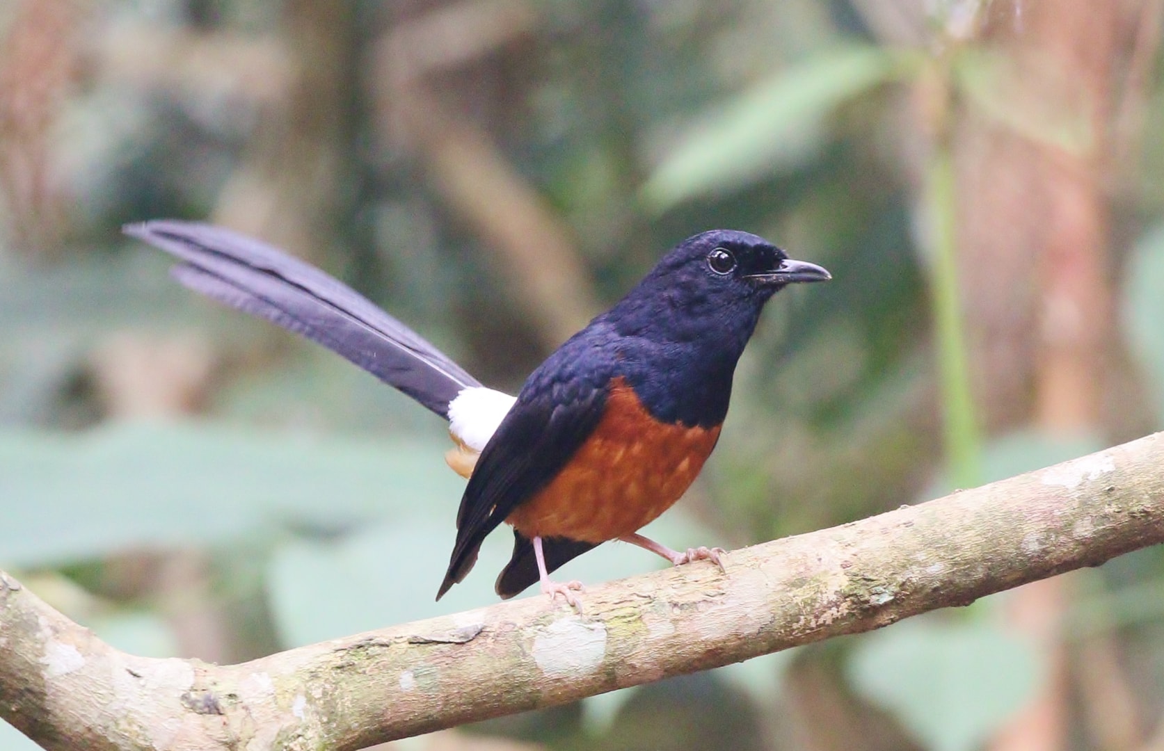 White-rumped Shama by M J Bond - BirdGuides