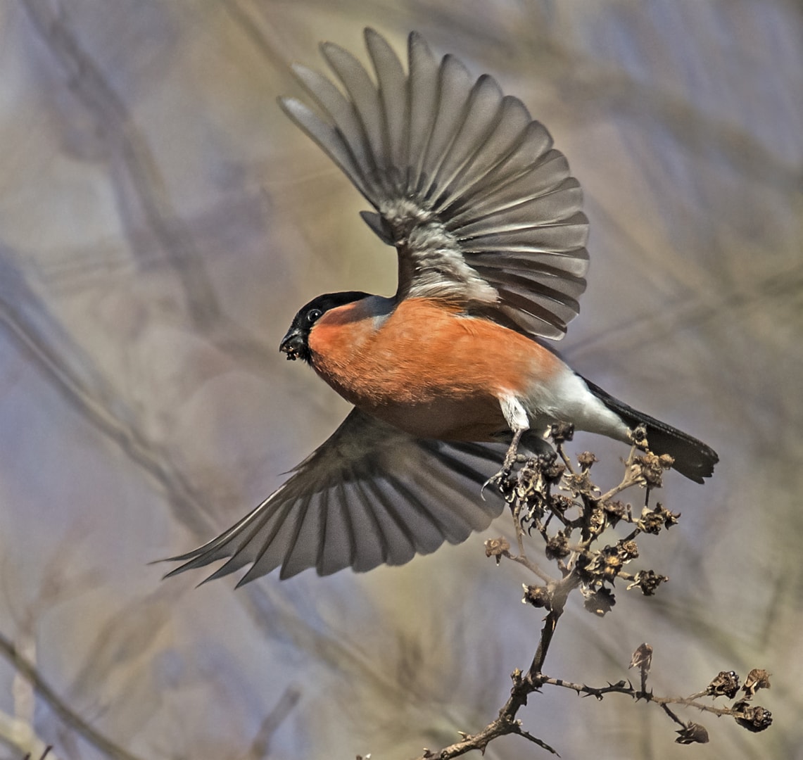 Eurasian Bullfinch by Wayne Davies - BirdGuides