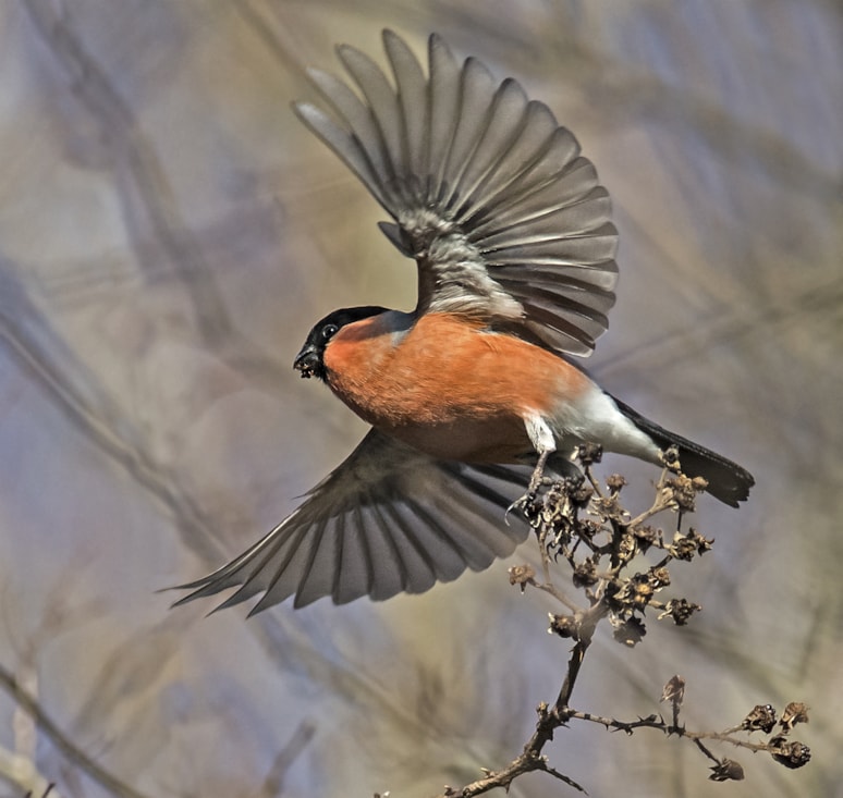 Eurasian Bullfinch by Wayne Davies - BirdGuides