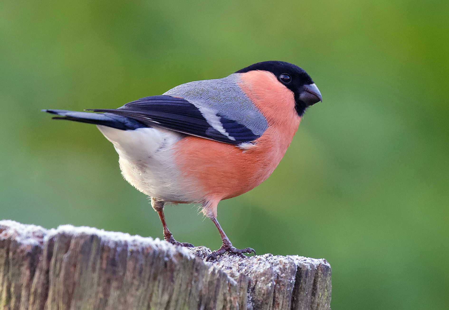 Details : Northern Bullfinch - BirdGuides