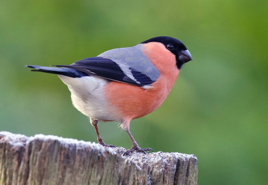Northern Bullfinch by Dave Jackson - BirdGuides
