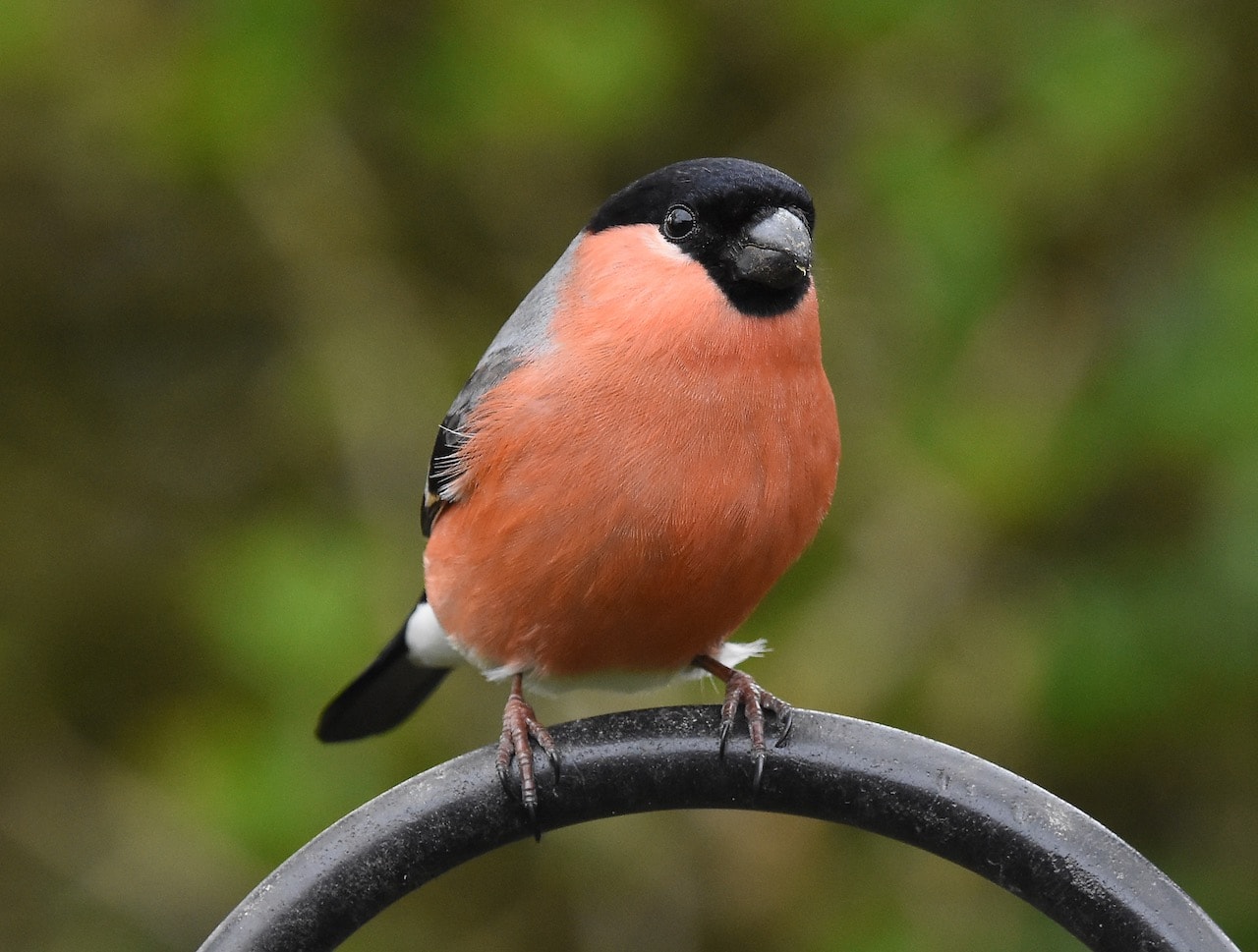 Eurasian Bullfinch by Roger Ridley - BirdGuides