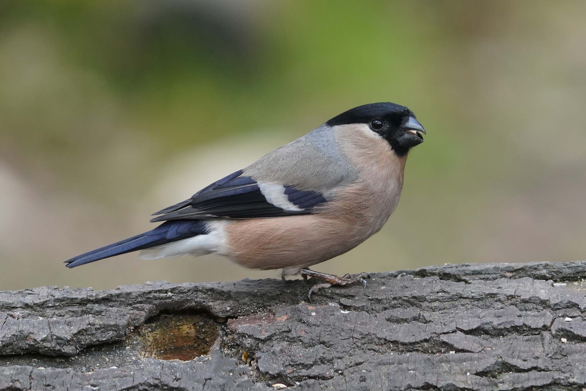 Details : Northern Bullfinch - BirdGuides