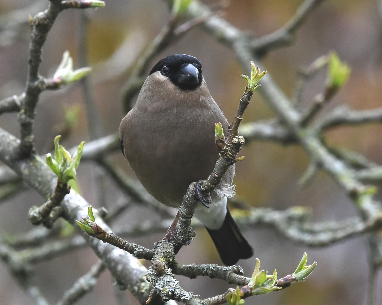Eurasian Bullfinch by Roger Ridley - BirdGuides