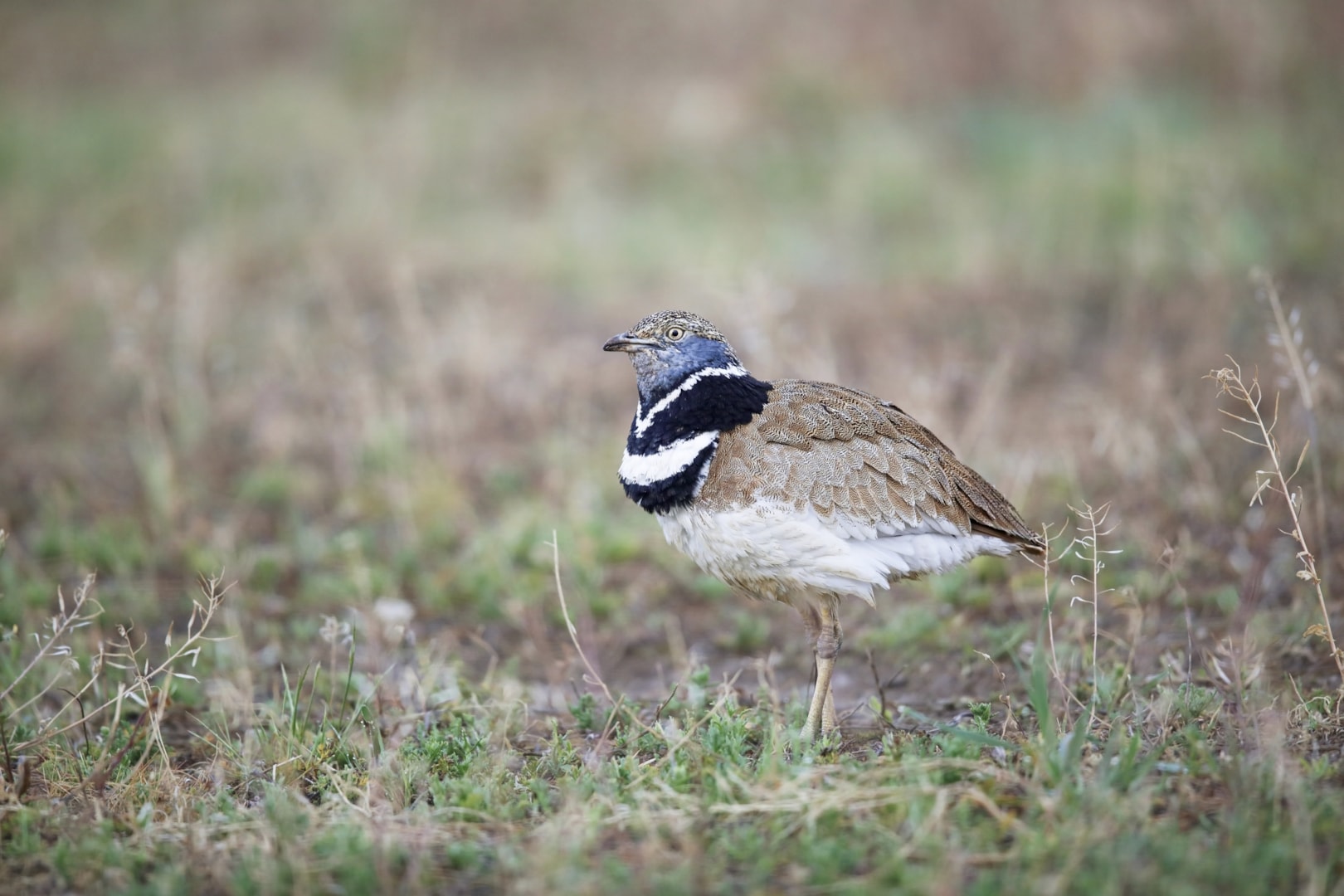 Little Bustard by Colin Bradshaw - BirdGuides