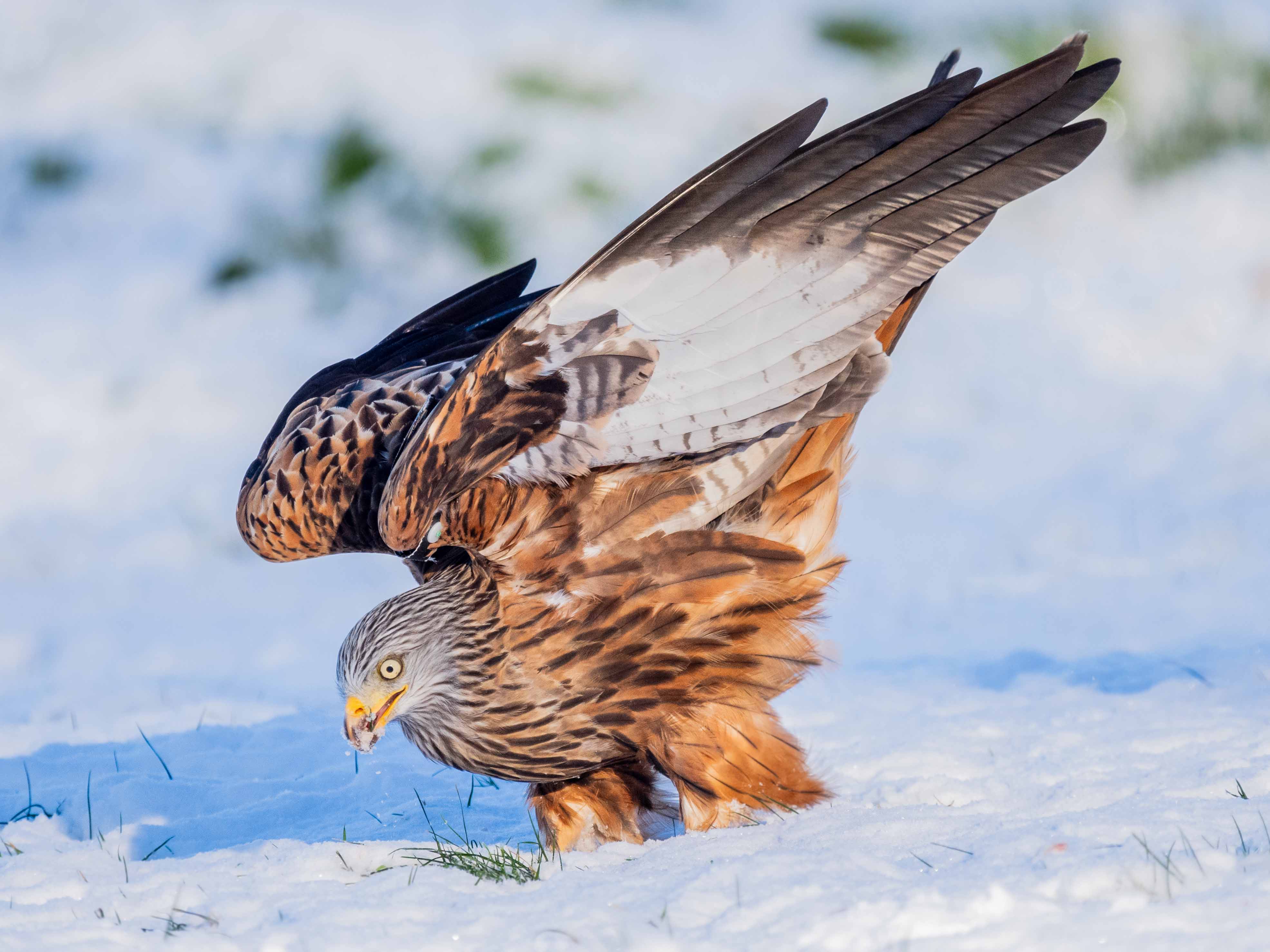Red Kite by Robert Hart - BirdGuides