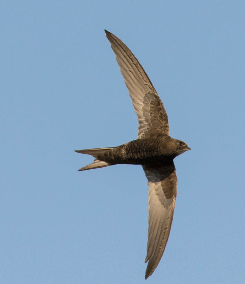 Common Swift by Paul Woolams - BirdGuides