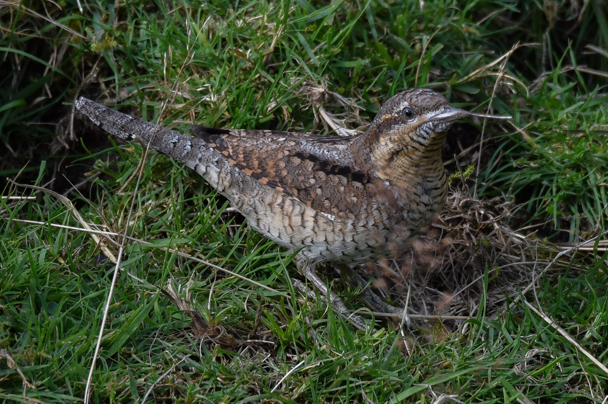 Birdwatching Sites in Manchester, Greater - BirdGuides