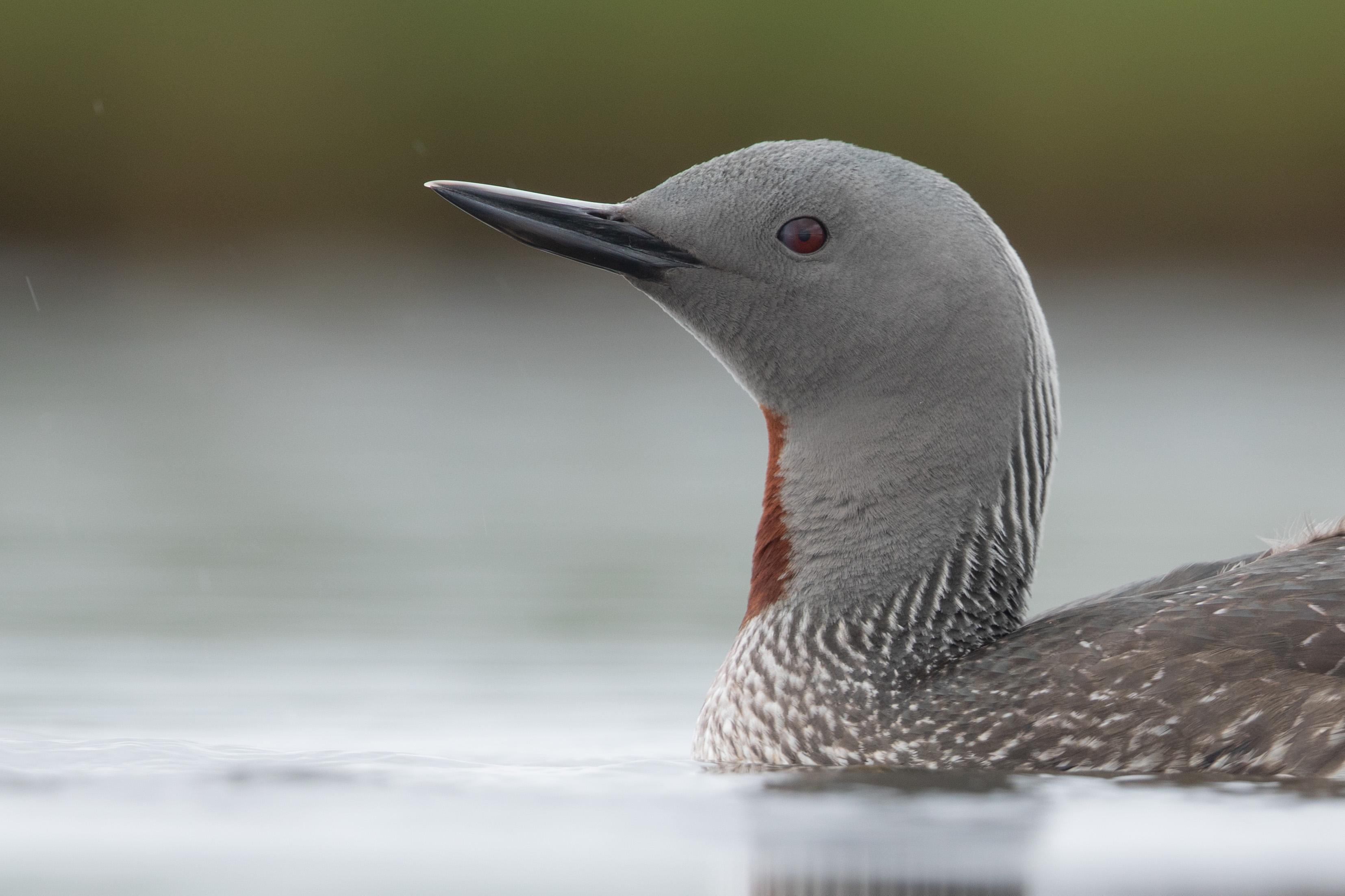 Predator cull to help Ireland's breeding Red-throated Divers - BirdGuides