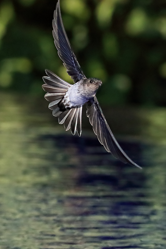 Details : Cave Swiftlet - BirdGuides