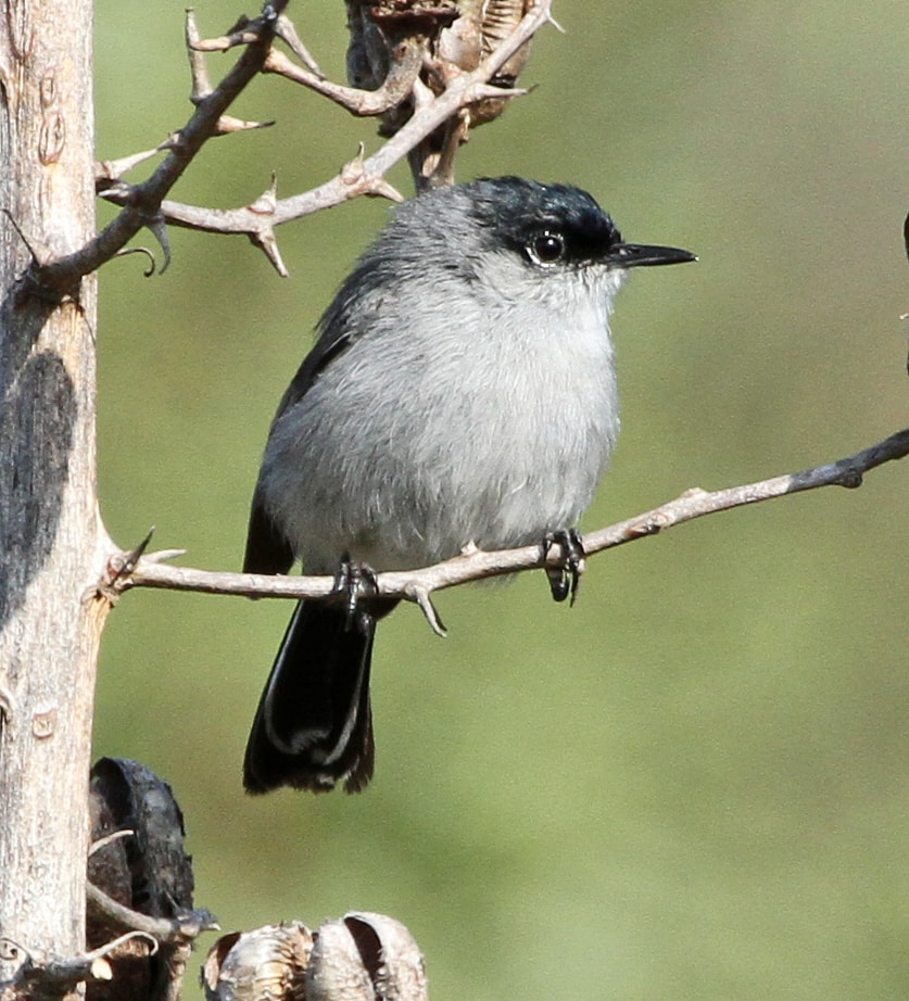 California Gnatcatcher by Alexander Viduetsky - BirdGuides