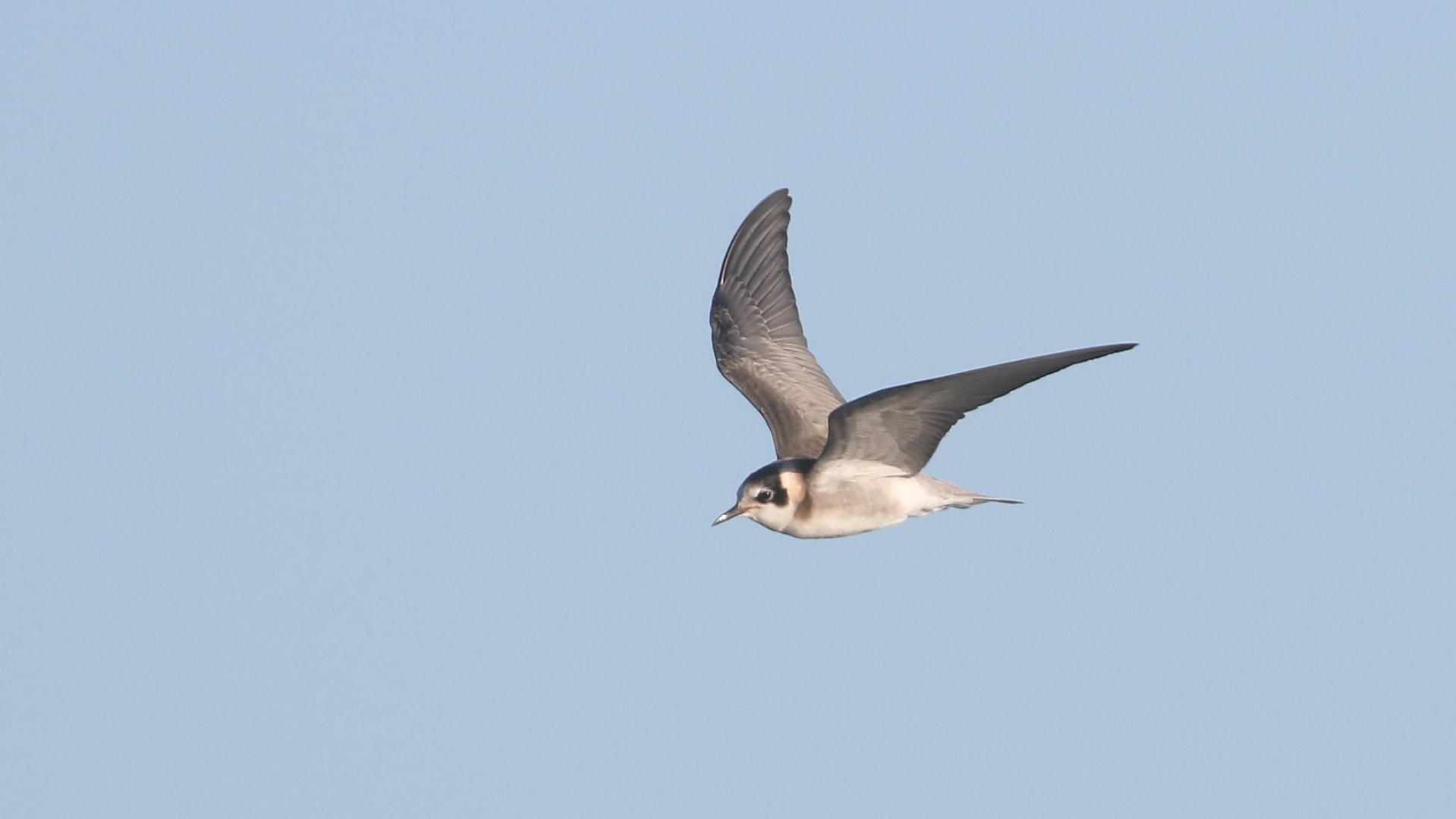 American Black Tern by Killian Mullarney - BirdGuides