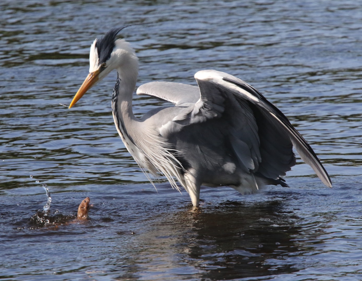 Grey Heron by Martin Middleton - BirdGuides