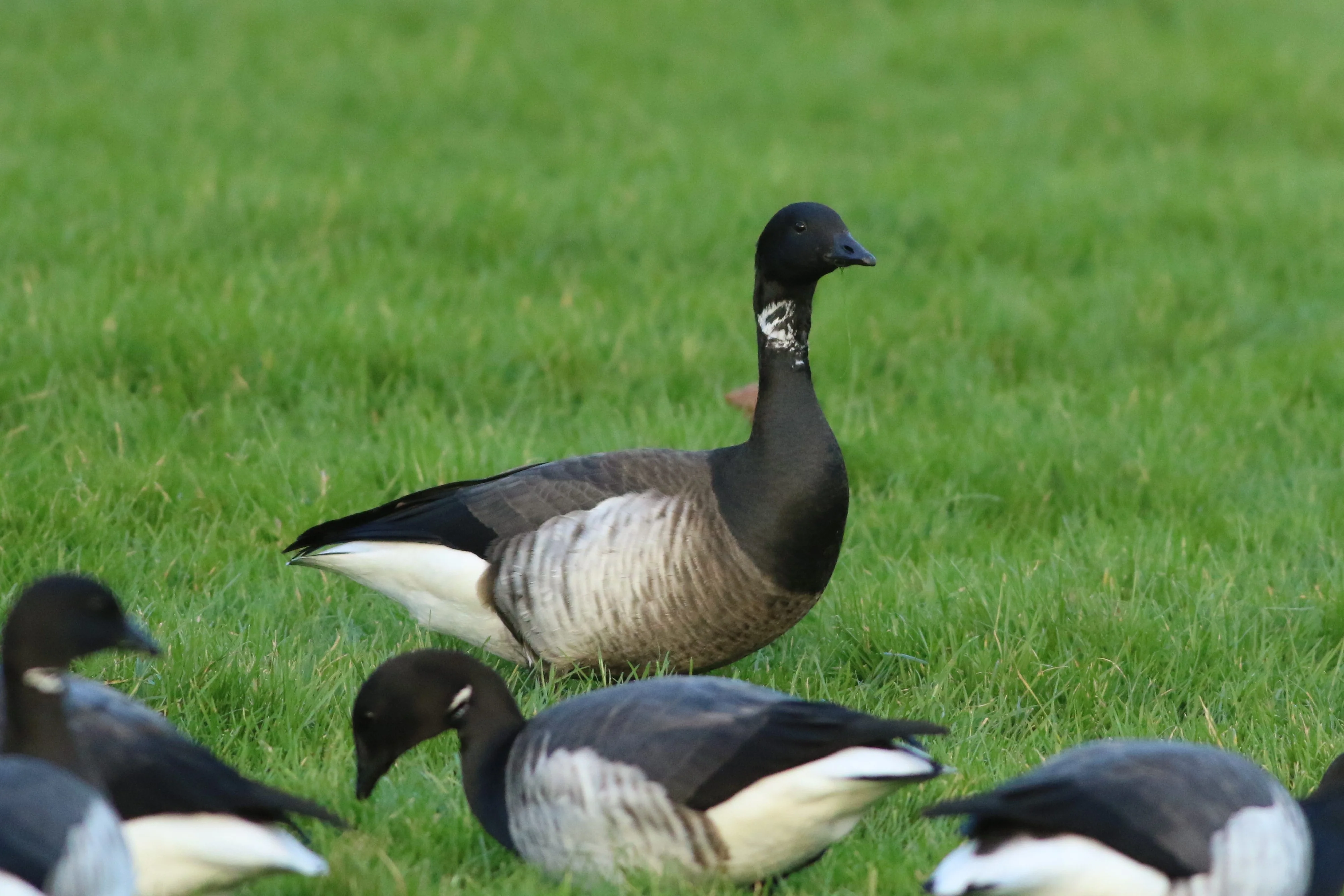 Details : Grey-bellied Brant - BirdGuides
