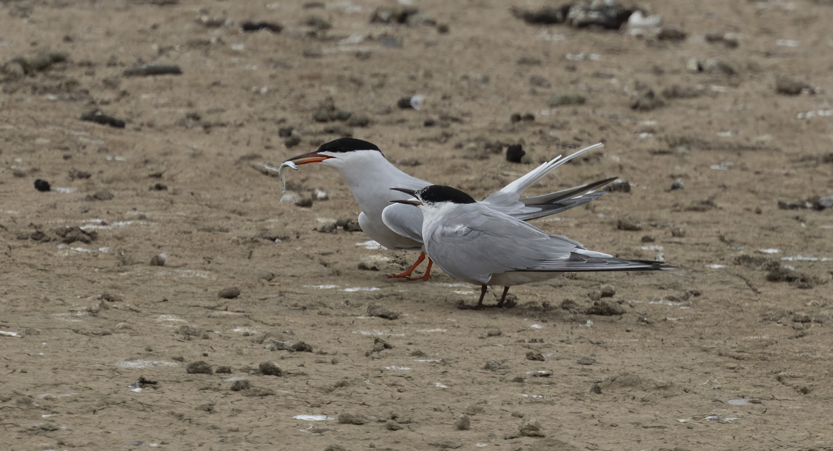 Eastern Common Tern by Chris Darby - BirdGuides